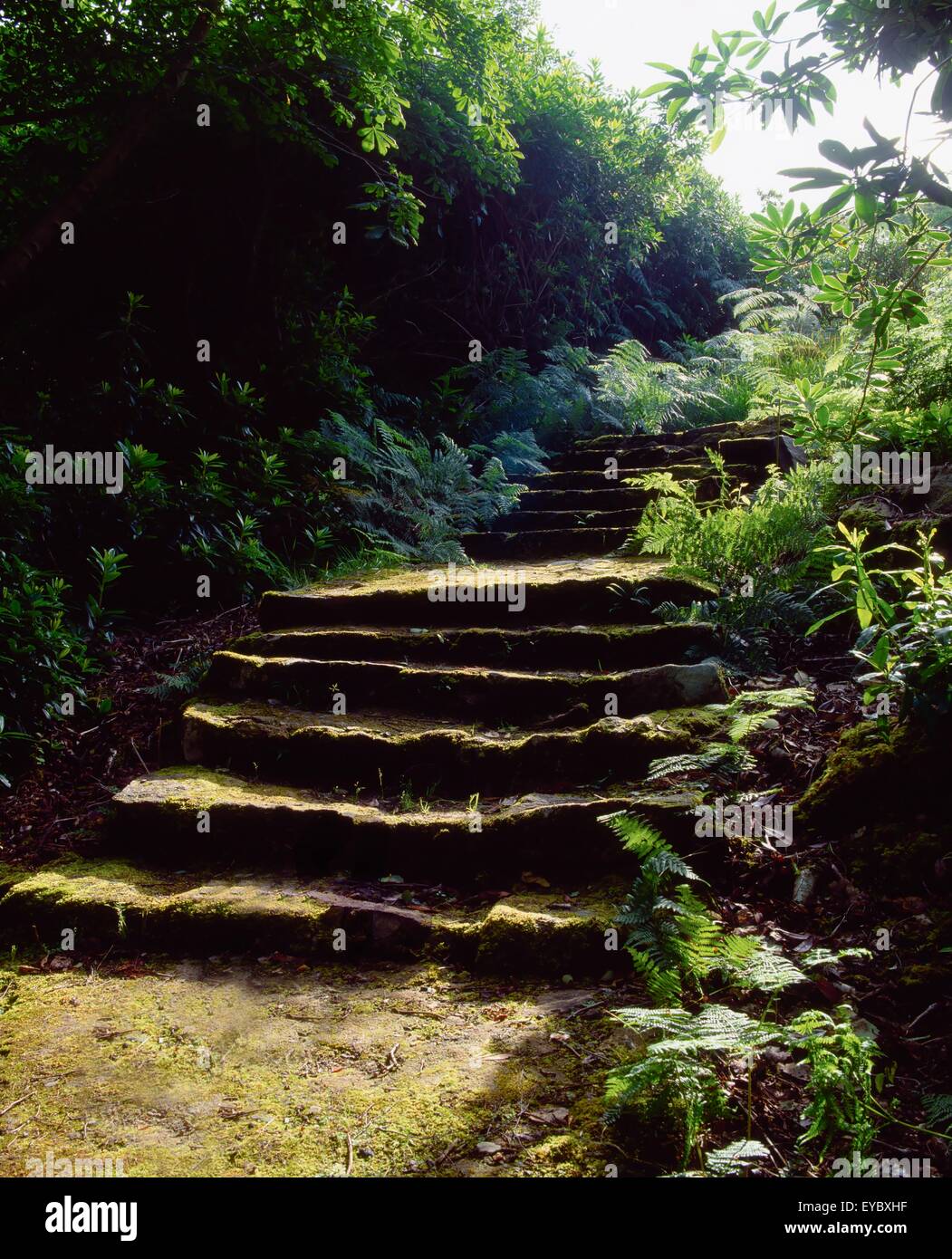 Glenveagh Castle, Co Donegal, Ireland; Moss Covered Staircase Stock ...