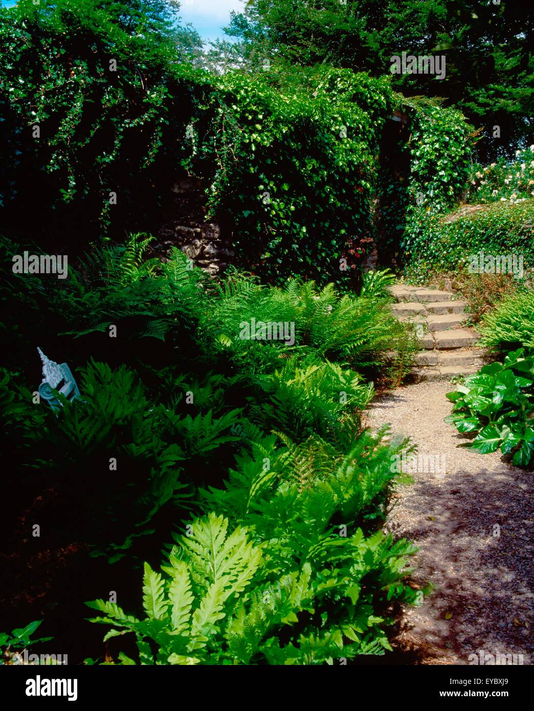 Fernery during summer hi-res stock photography and images - Alamy