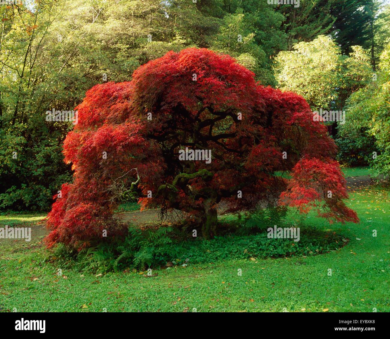 Castlewellan, National Arboretum, Co Down, Ireland; Maple Tree Stock ...