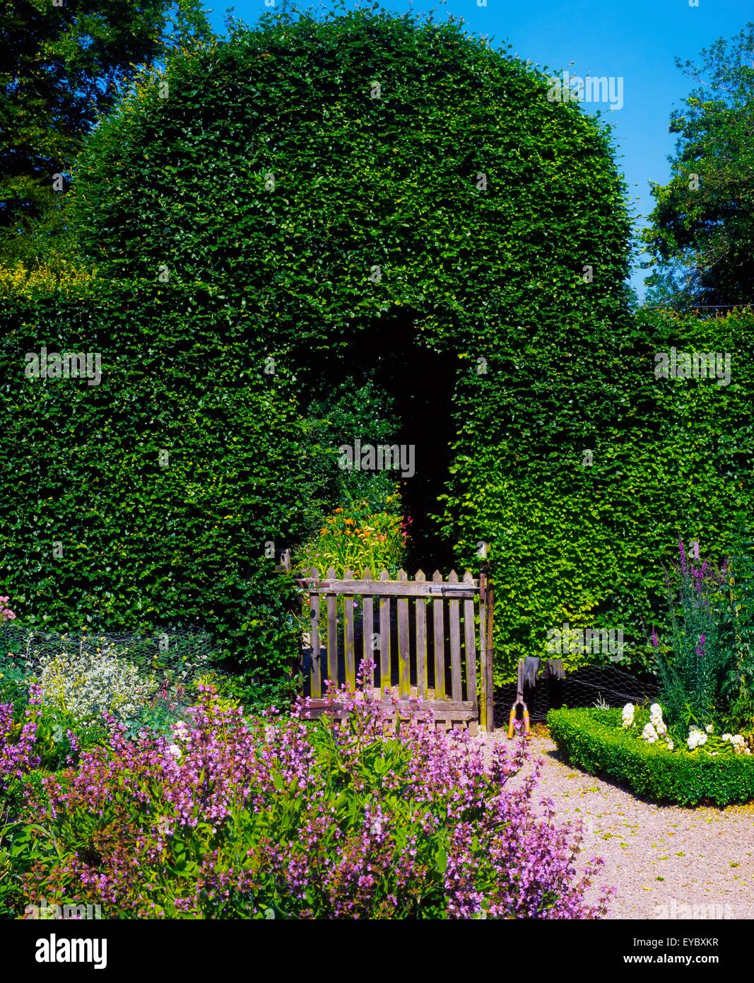Kinoith House Gardens, Co Cork, Ireland; Beech Arch With Lavender ...