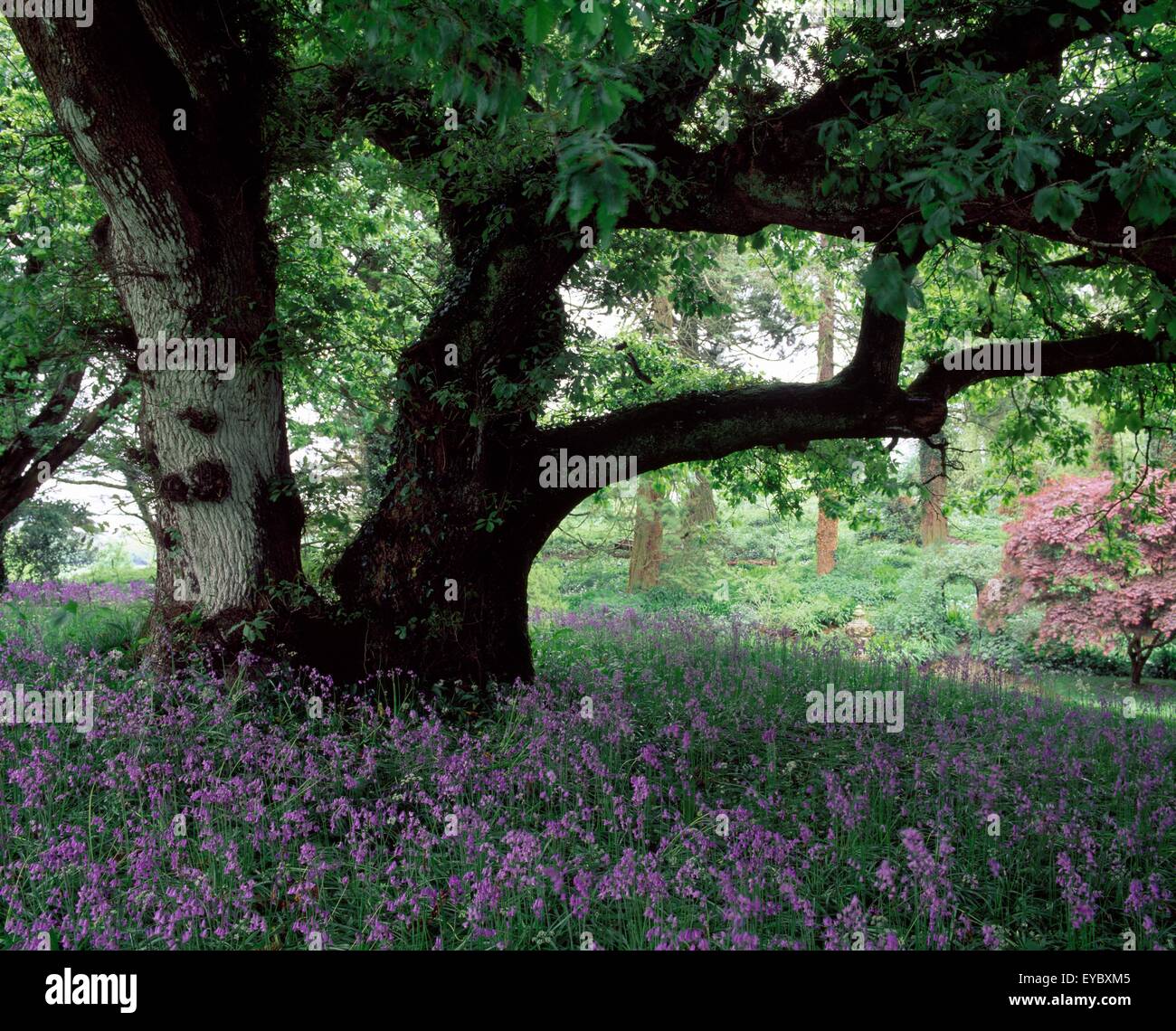 Glin Castle, Co Limerick, Ireland; Maple And Bluebells In A Garden ...