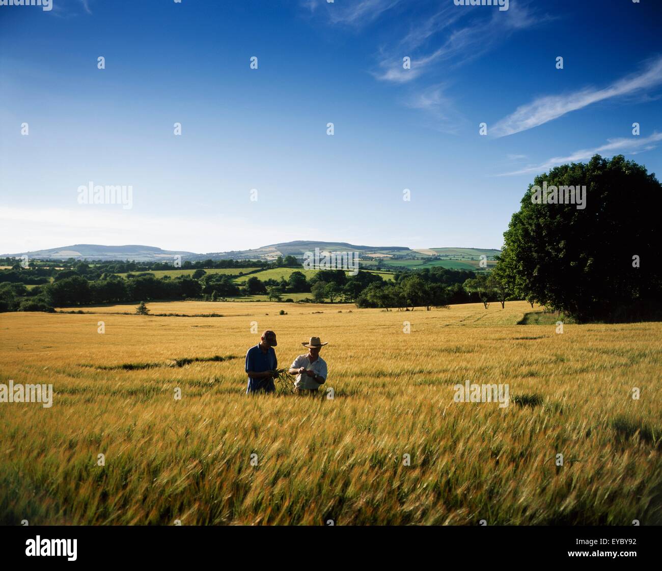 Bunclody, Co Wexford, Ireland; Farmers Checking Wheat Stock Photo - Alamy