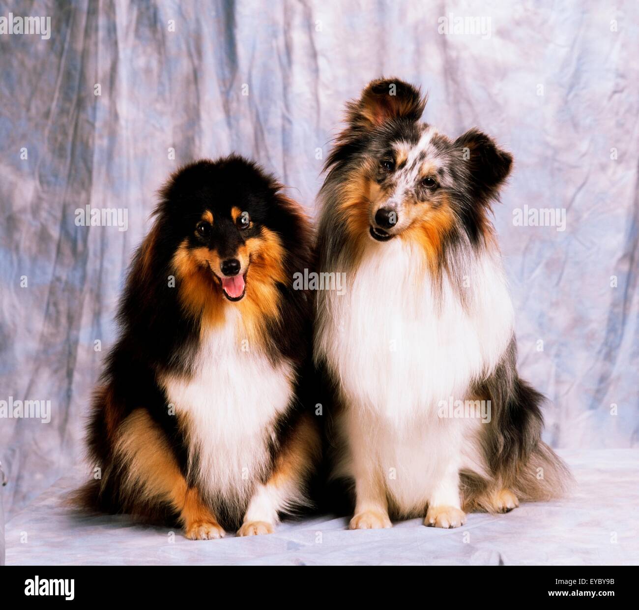 Shetland Sheepdogs; Portrait Of Two Dogs Stock Photo - Alamy