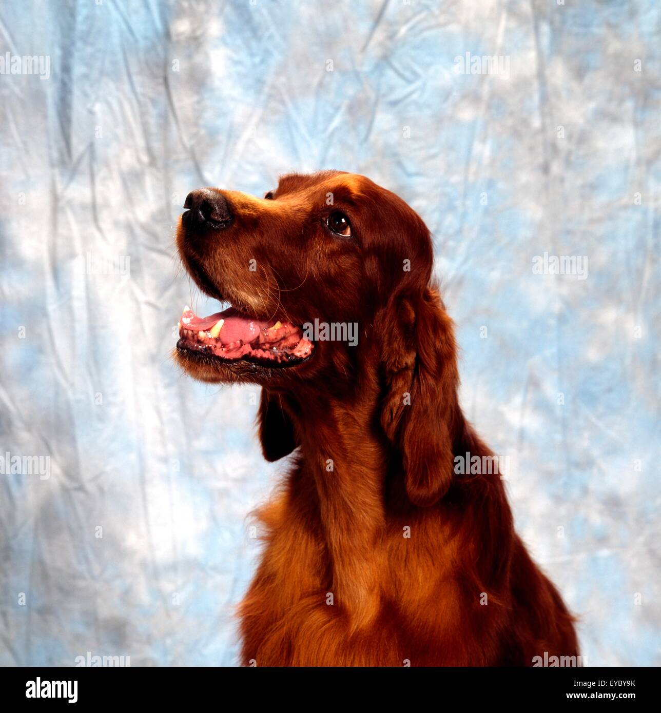 Irish Red Setter Stock Photo - Alamy