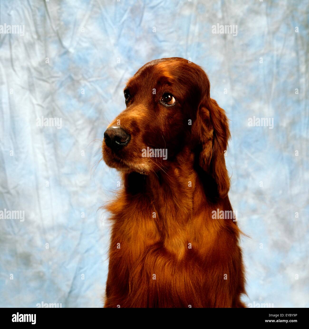 Irish Red Setter Stock Photo - Alamy