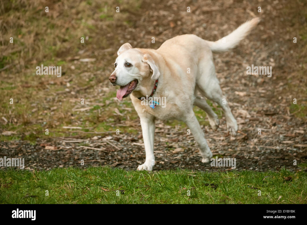 13 year old yellow American Yellow Labrador, Cedar, running in a park ...