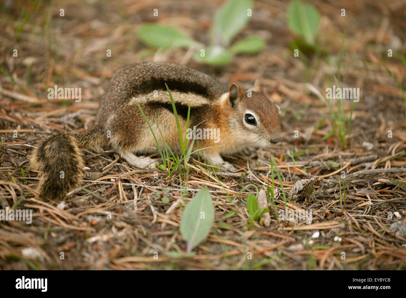 Coniferous forest animal hi-res stock photography and images - Alamy
