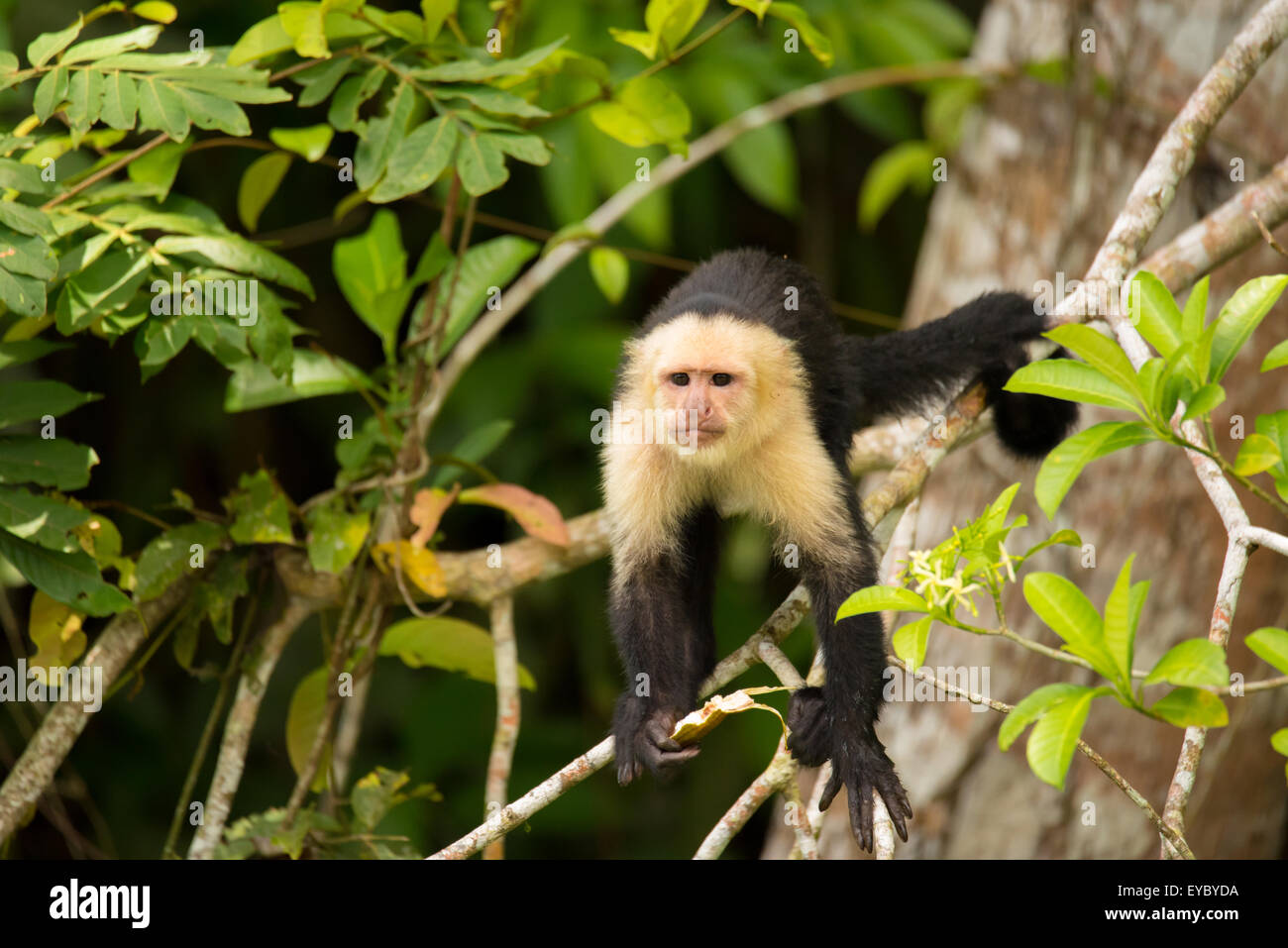 A white faced capuchin monkey climbing Stock Photo - Alamy