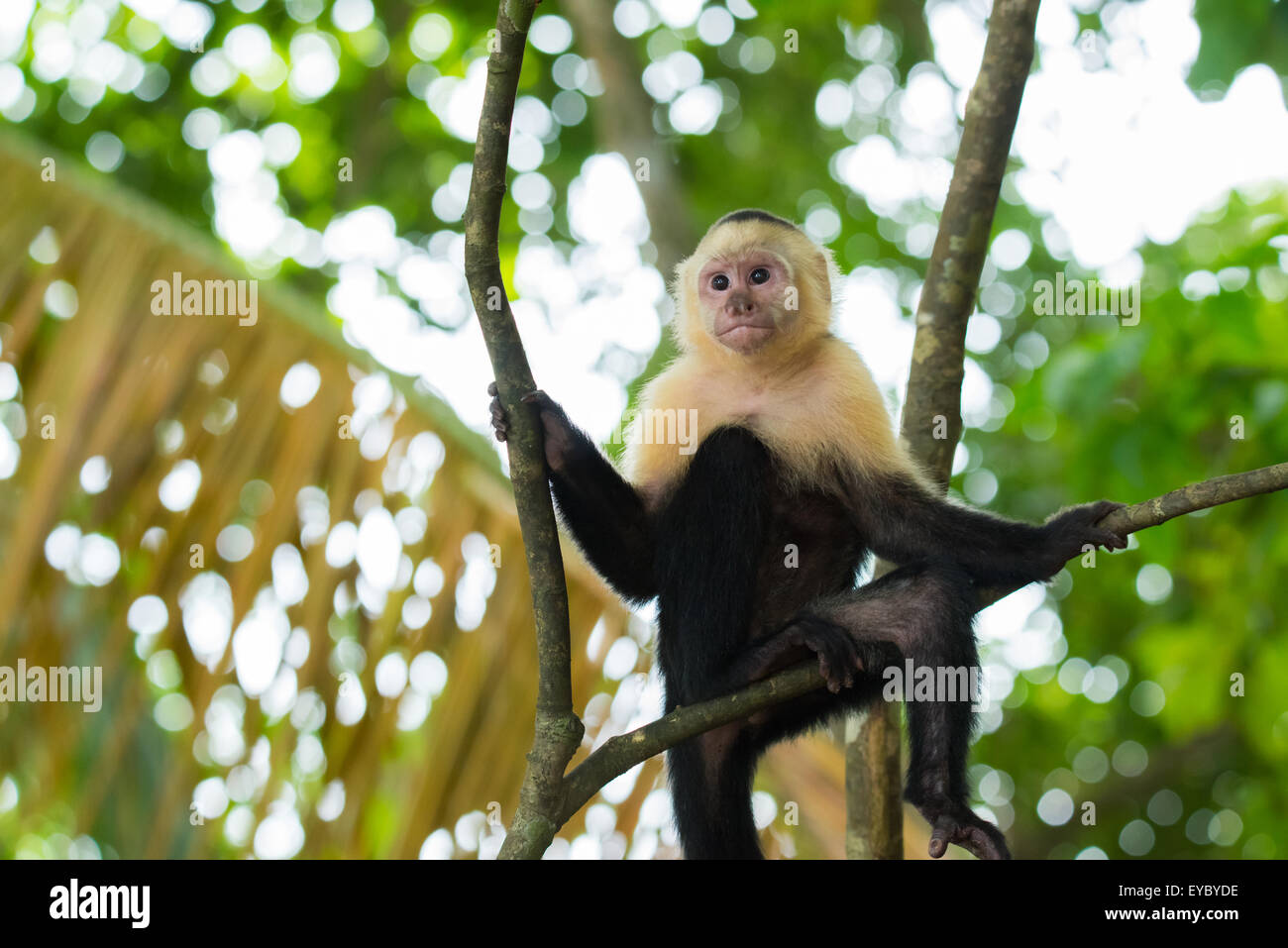 A white faced capuchin monkey climbing Stock Photo - Alamy