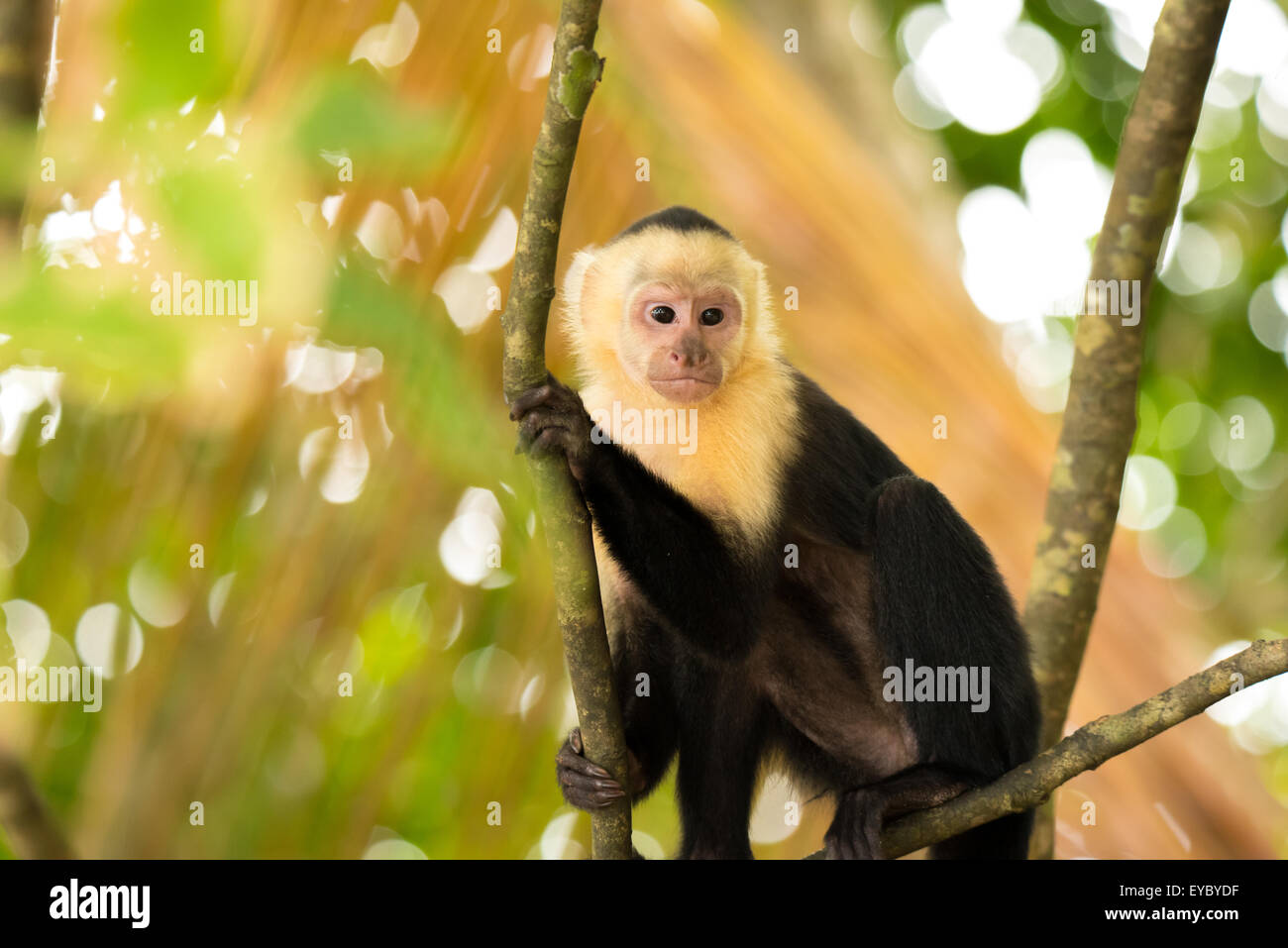 A white faced capuchin monkey climbing Stock Photo - Alamy