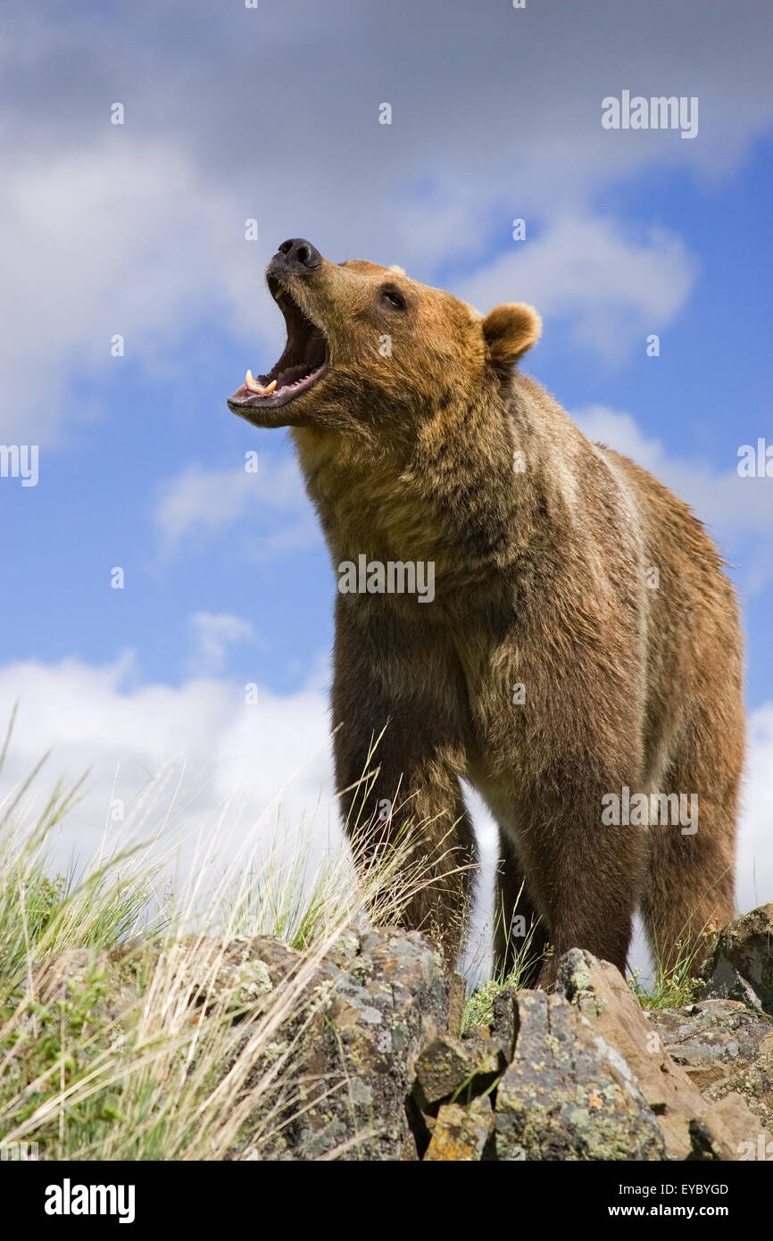 Roaring Grizzly Bear Profile First Grizzly Bears Of 2025 Spotted In