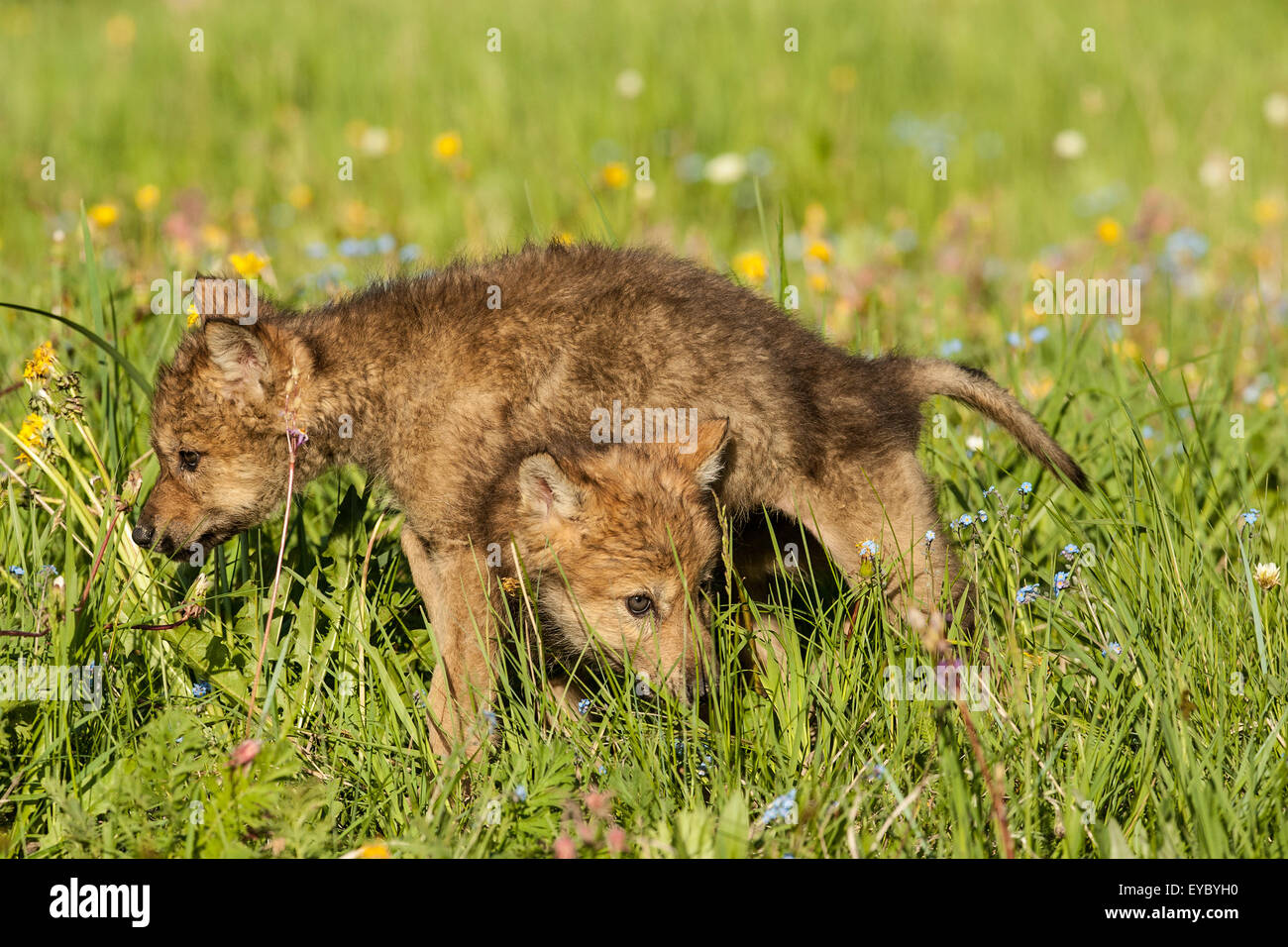 Wolf pups playing hi-res stock photography and images - Alamy