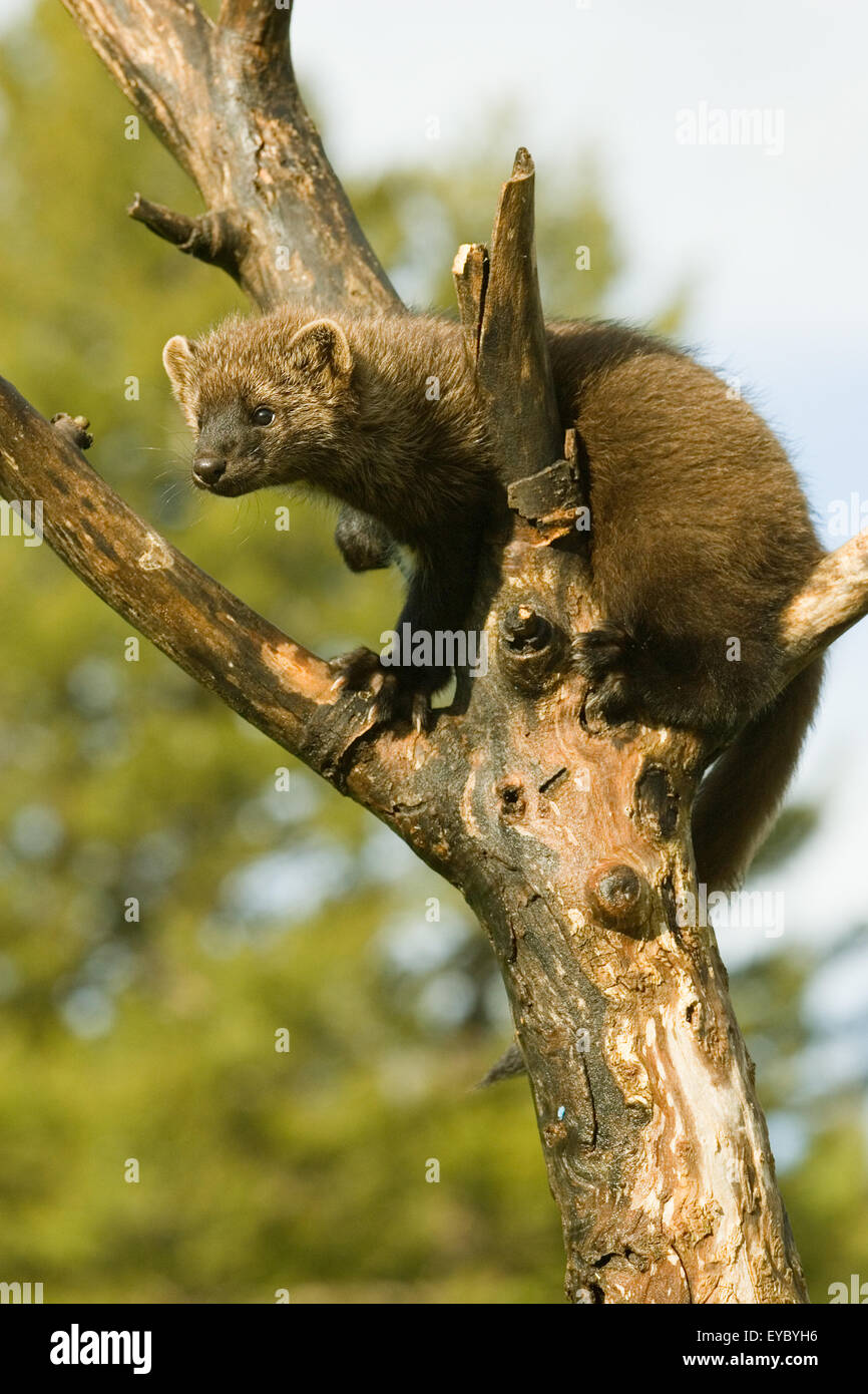 Fisher climbing in dead tree in Bozeman, Montana, USA. This is a ...