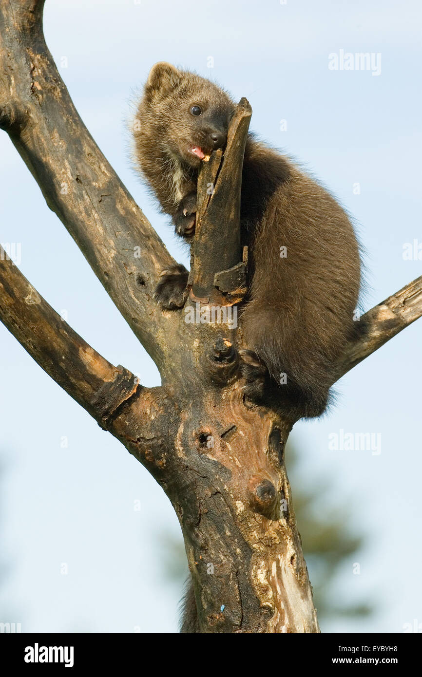 Fisher (Martes pennanti) climbing in dead tree, chewing on a branch in ...