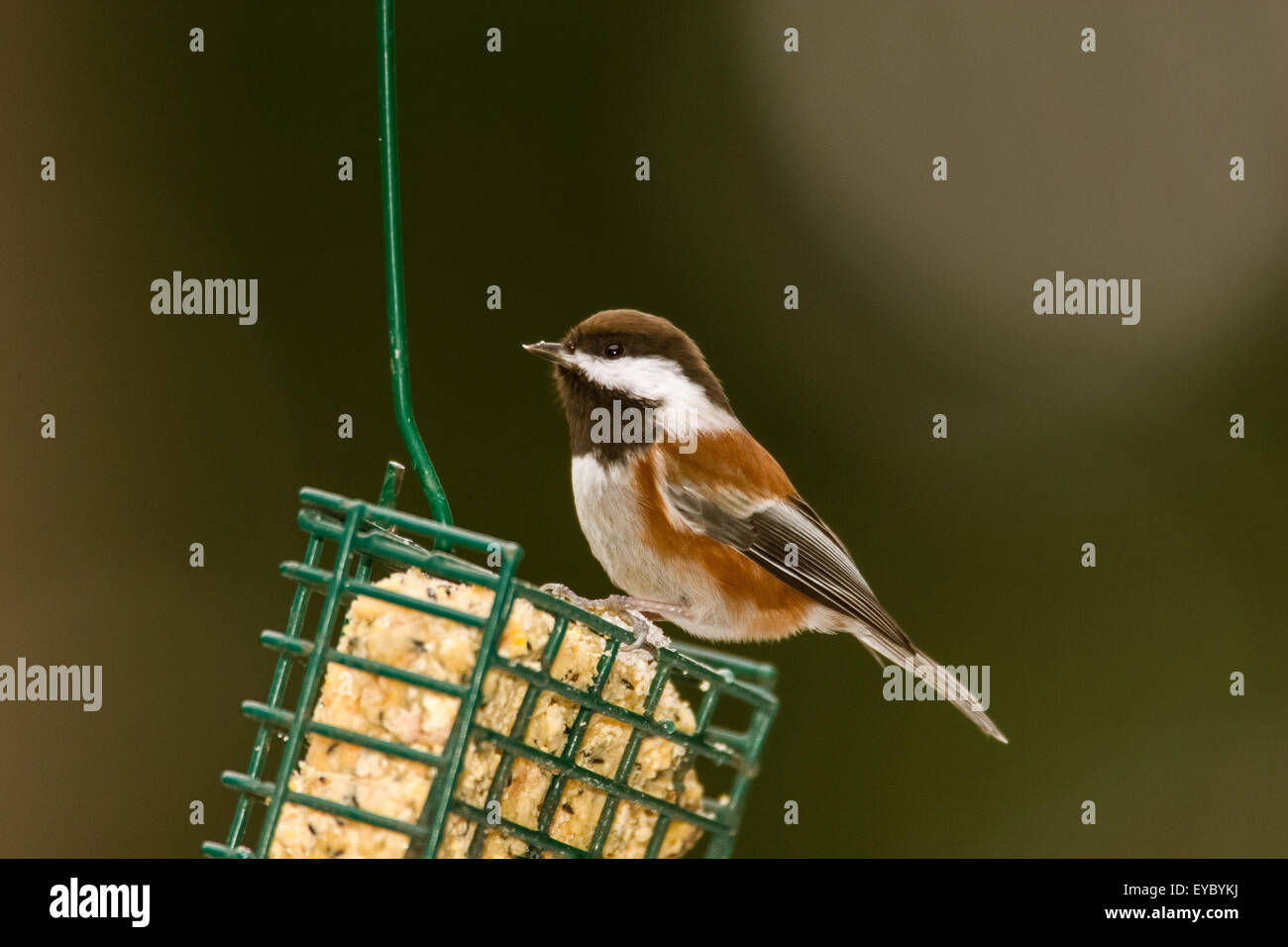 Feathered basket hi-res stock photography and images - Alamy
