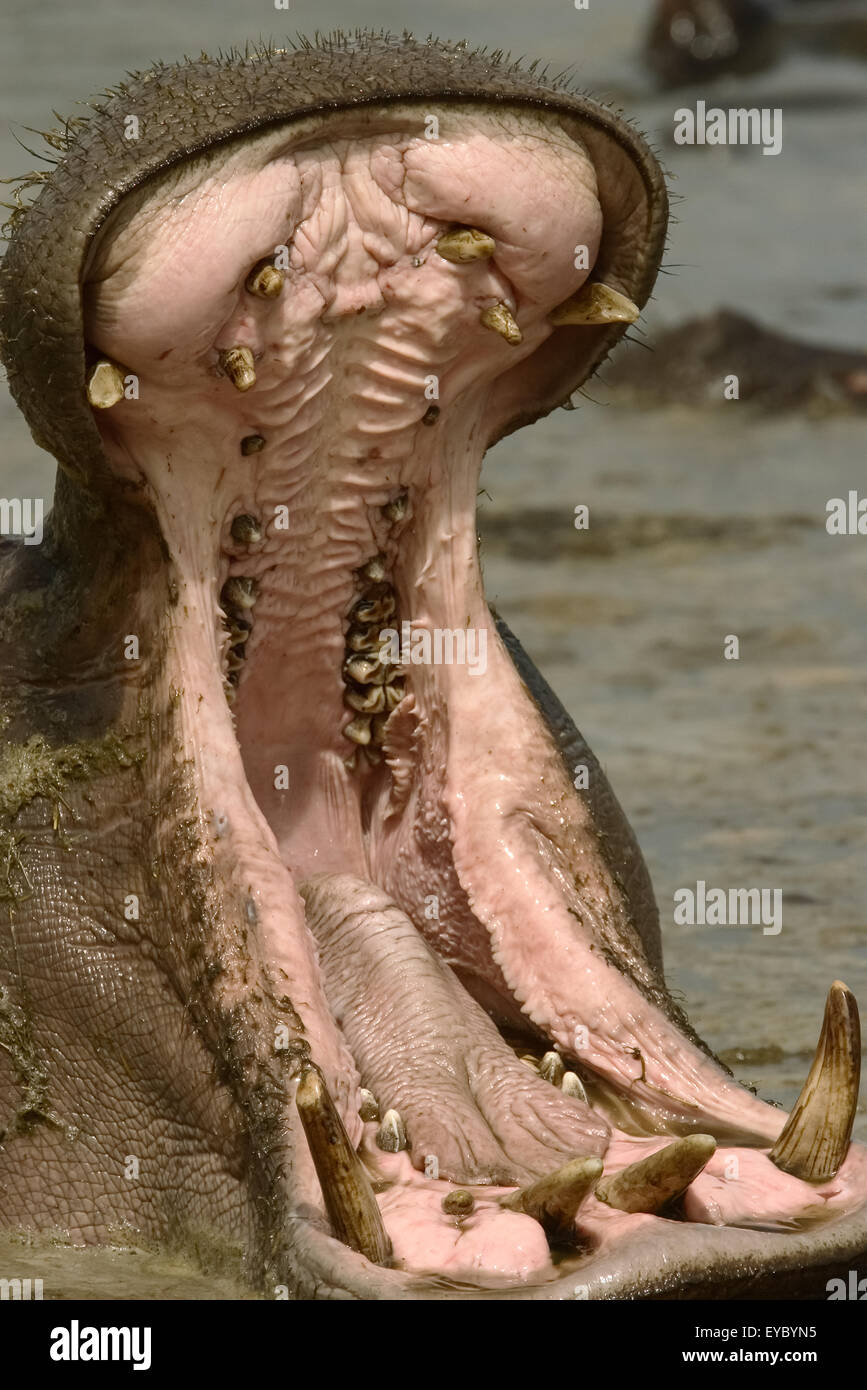 Hippopotamus (Hippopotamus amphibius) with open mouth, trying to ...