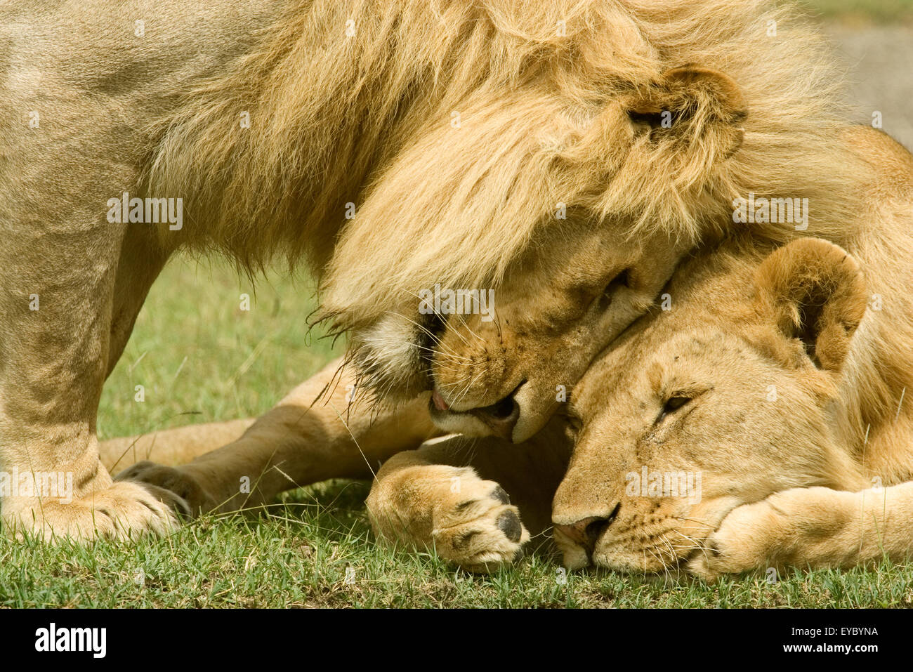 Male And Female Lions Cuddling