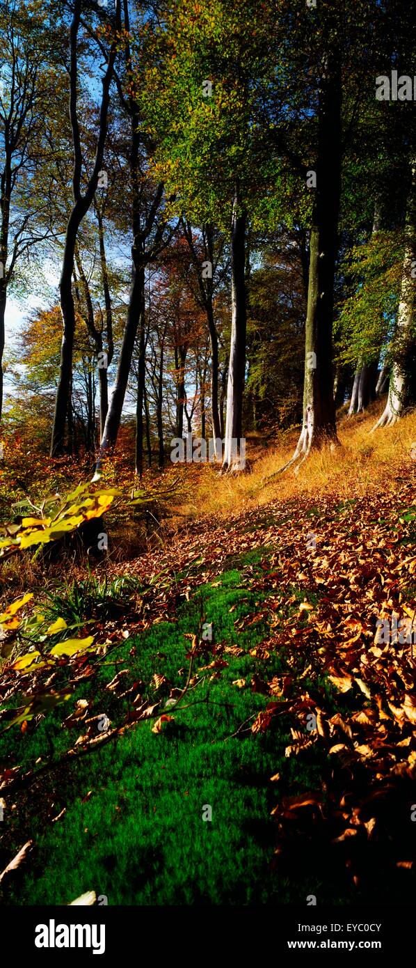 Woods During Autumn Stock Photo - Alamy