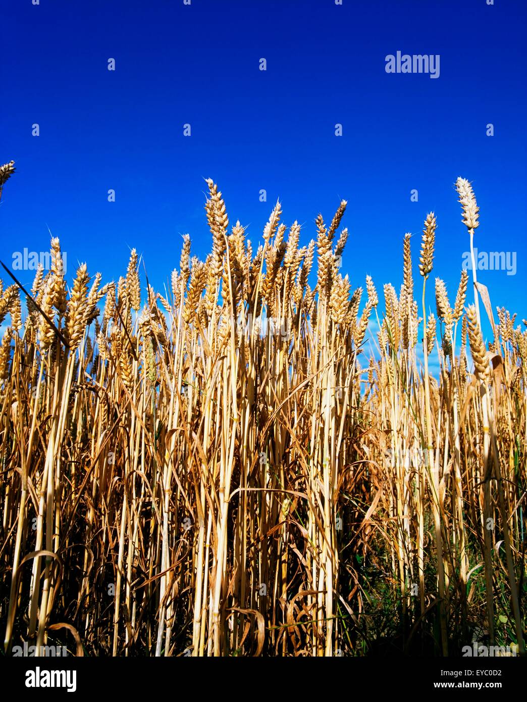 Wheat, Co Down, Ireland Stock Photo - Alamy
