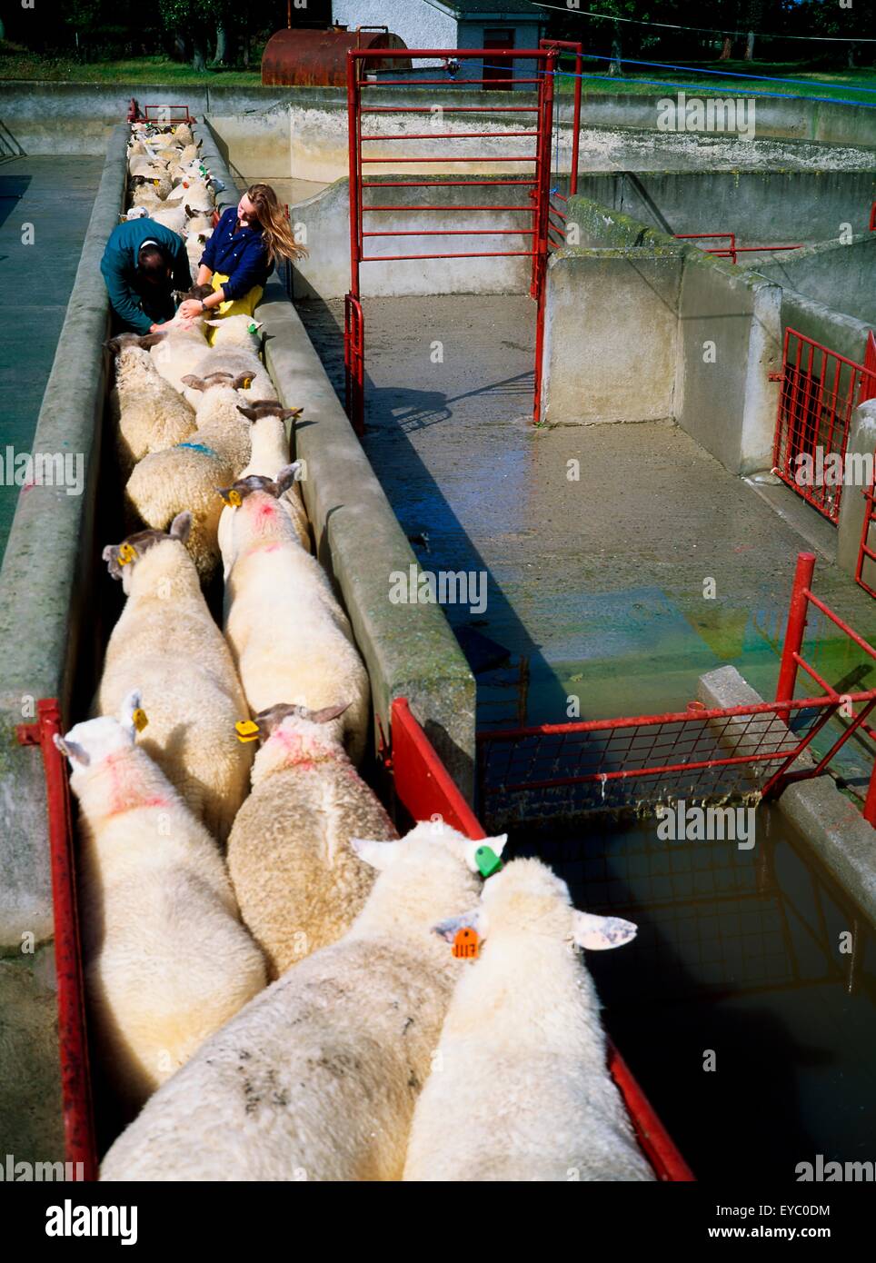 Farmers Using Sheep Dip To Protect Animals From Parasites, Ireland ...