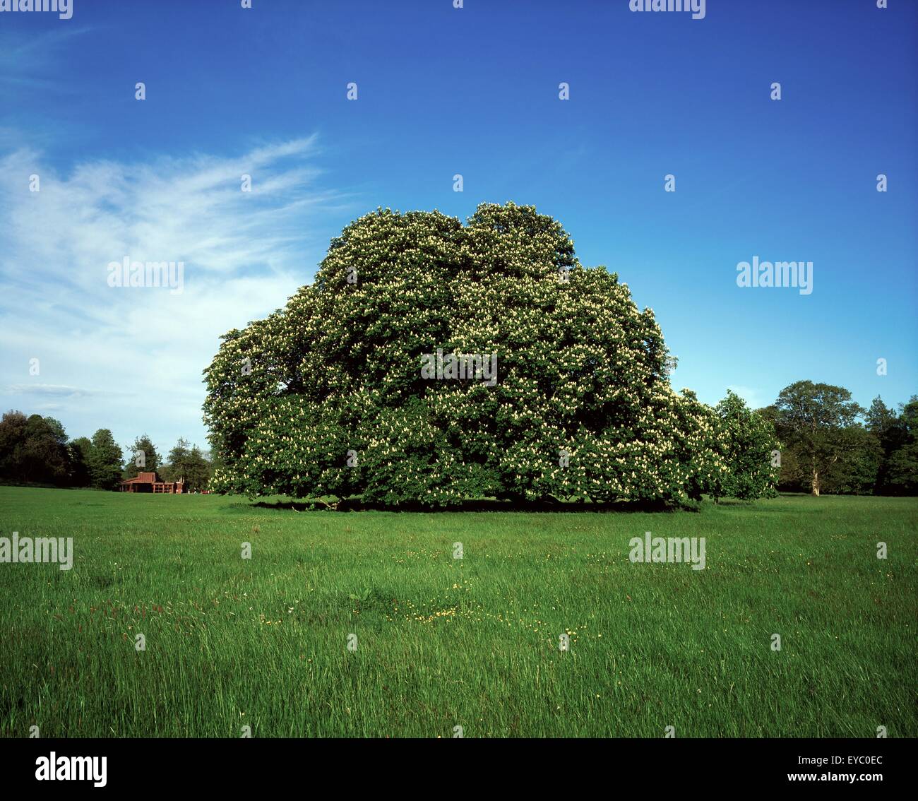 Horse Chestnut Tree, Lough Key Forest Park, Co Roscommon, Ireland Stock ...