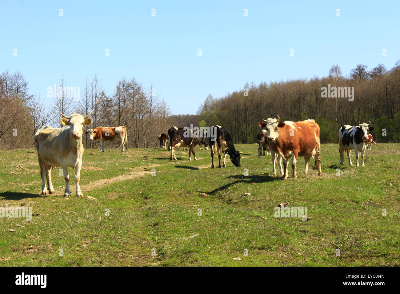 cows grazing on the green farm pasture in the spring Stock Photo - Alamy