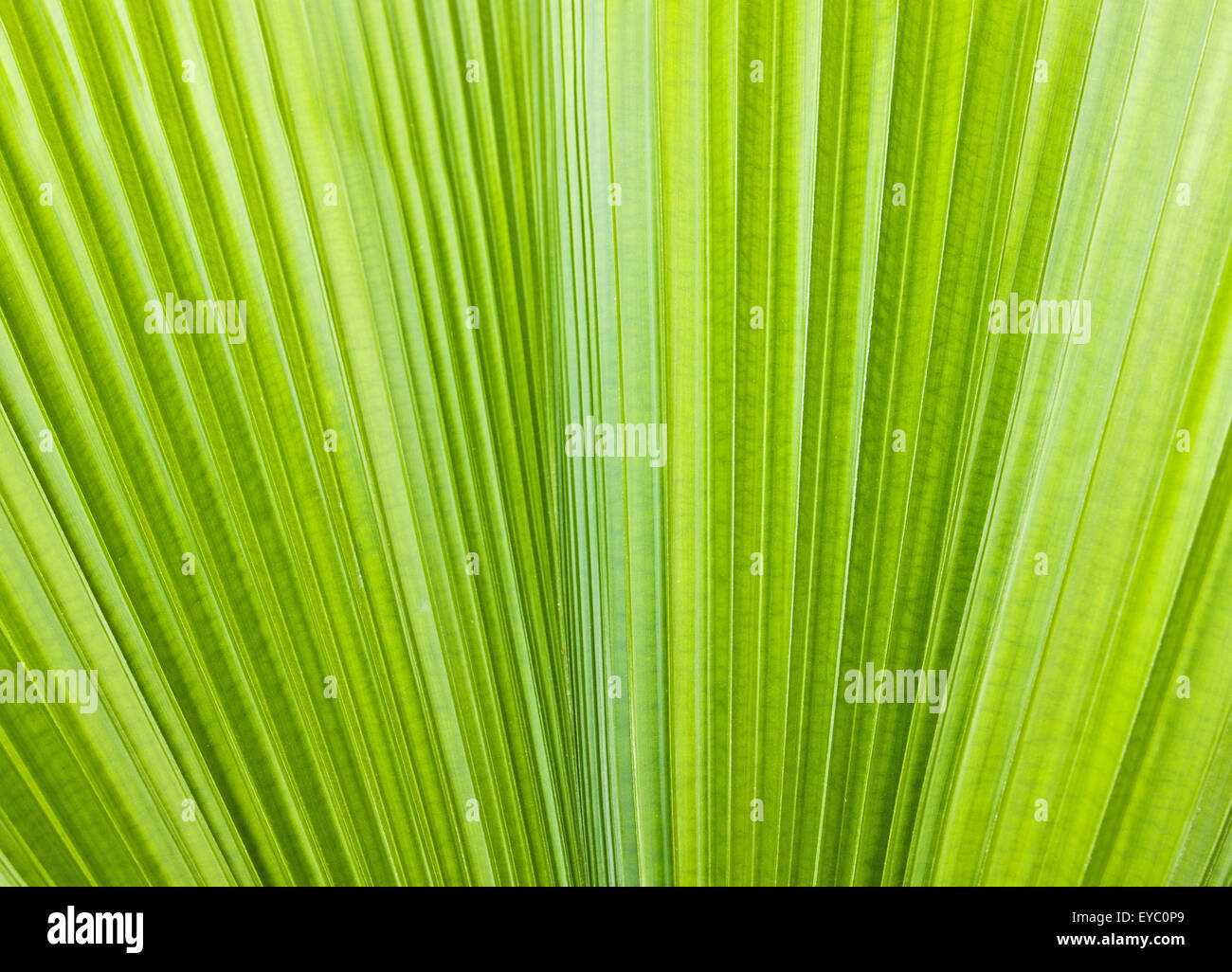 Pattern of green leaf closeup for background Stock Photo - Alamy