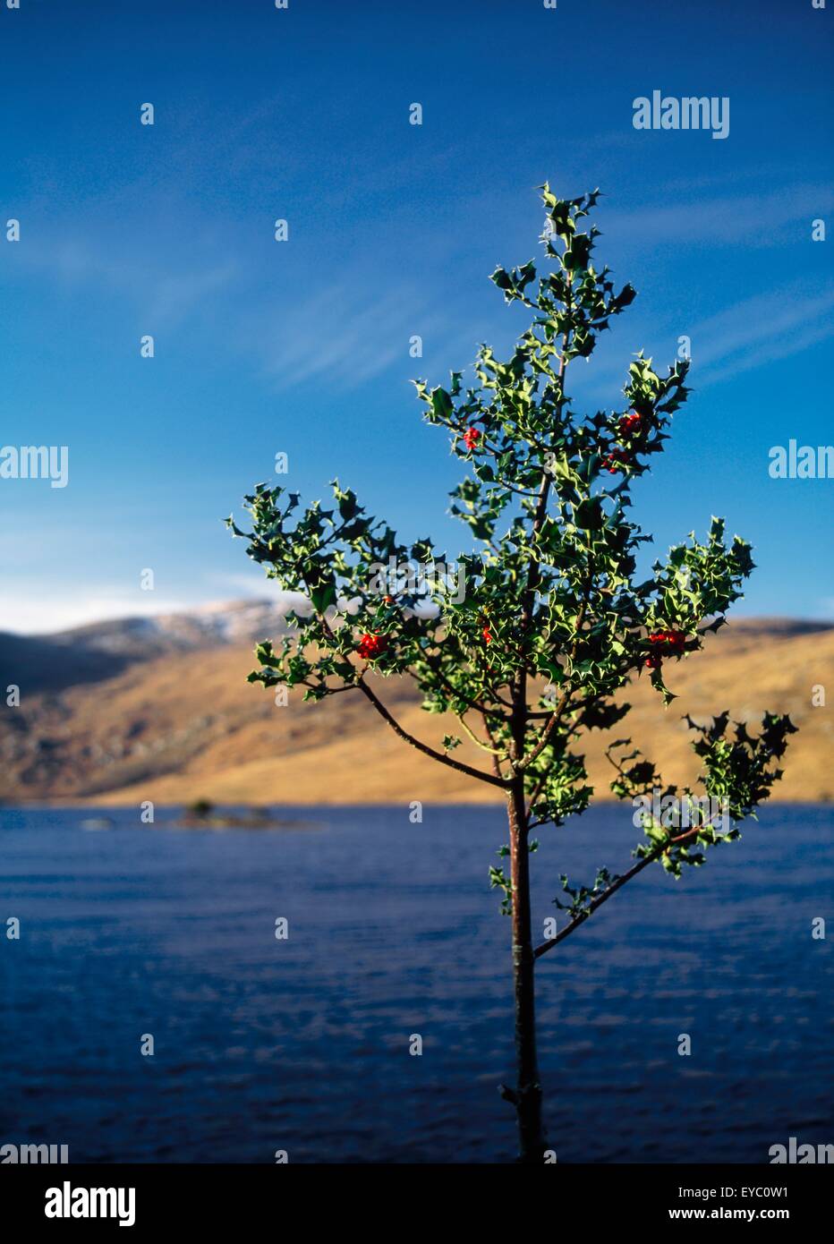 Holly tree hi-res stock photography and images - Alamy