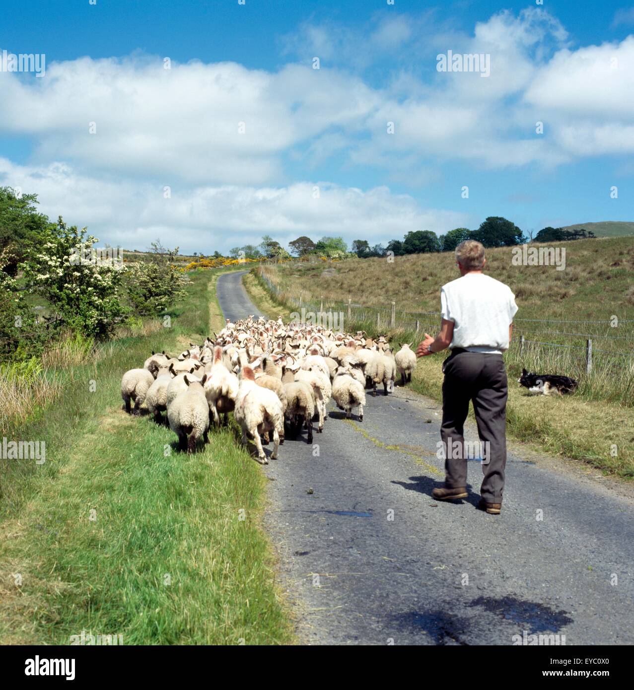 Irish Sheep Herder