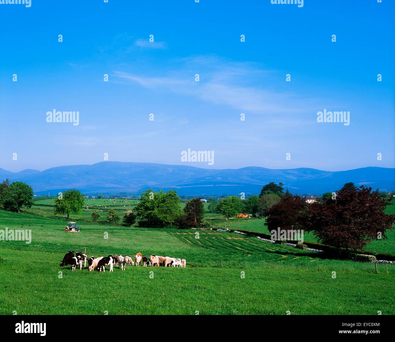 Mitchelstown, Co Tipperary, Golden Vale, Ireland; Cattle With A Tractor ...
