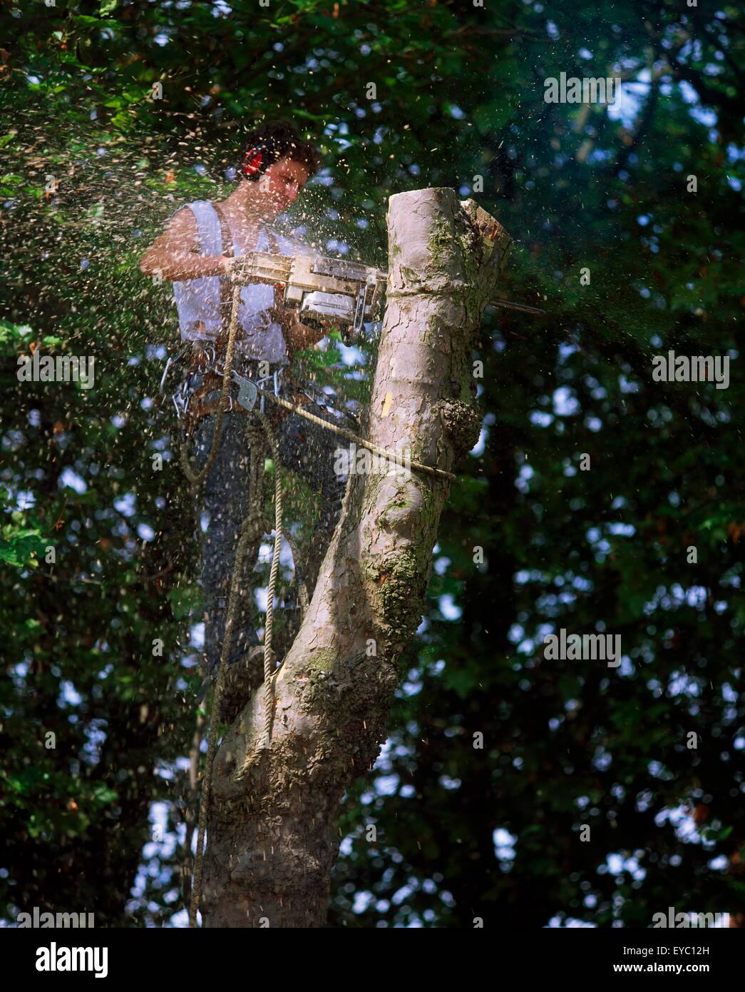Man At Work; Man Cutting Down A Tree With A Chainsaw Stock Photo - Alamy