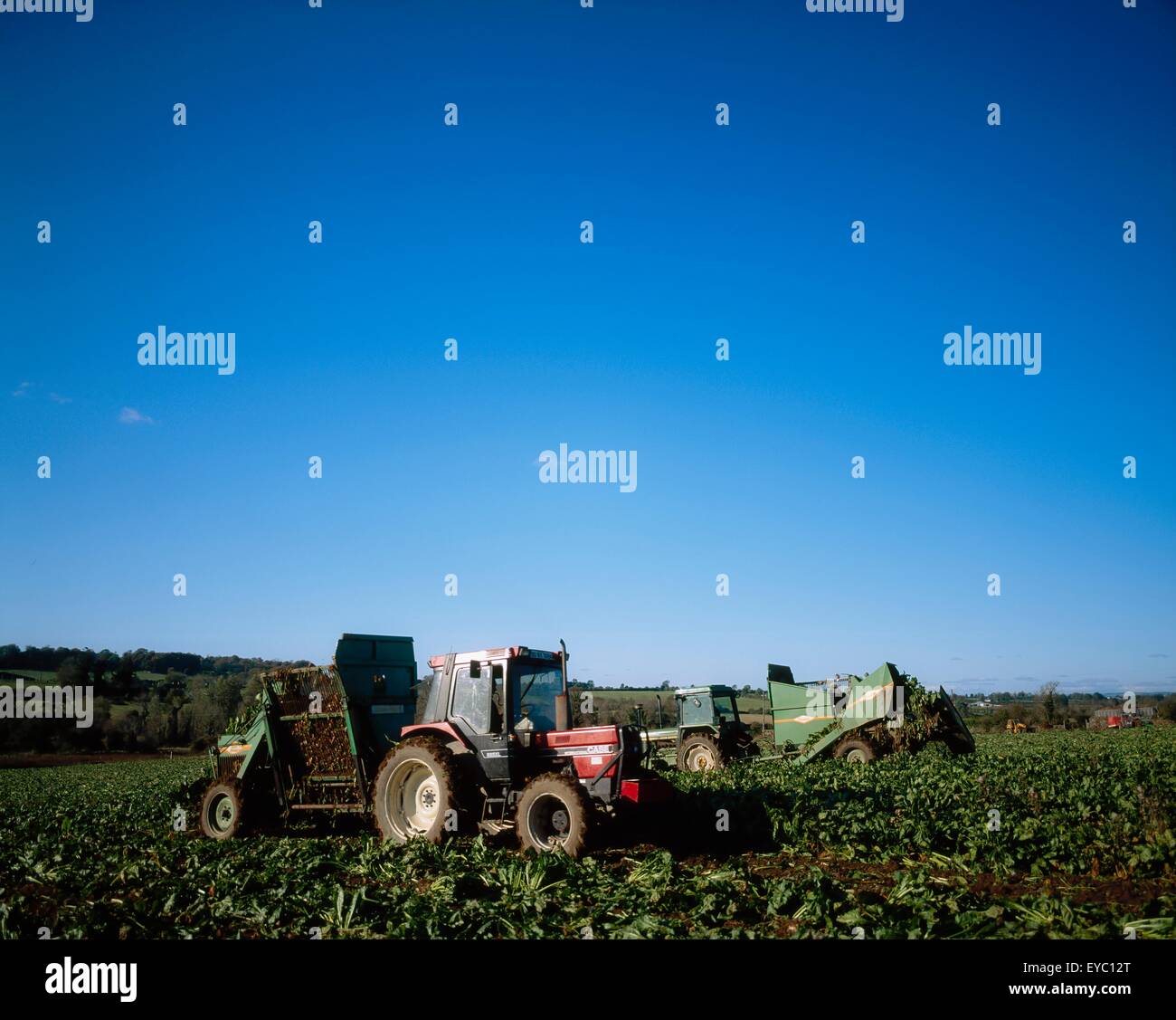 Co Kilkenny, Ireland; Harvesting Sugar Beet Stock Photo - Alamy