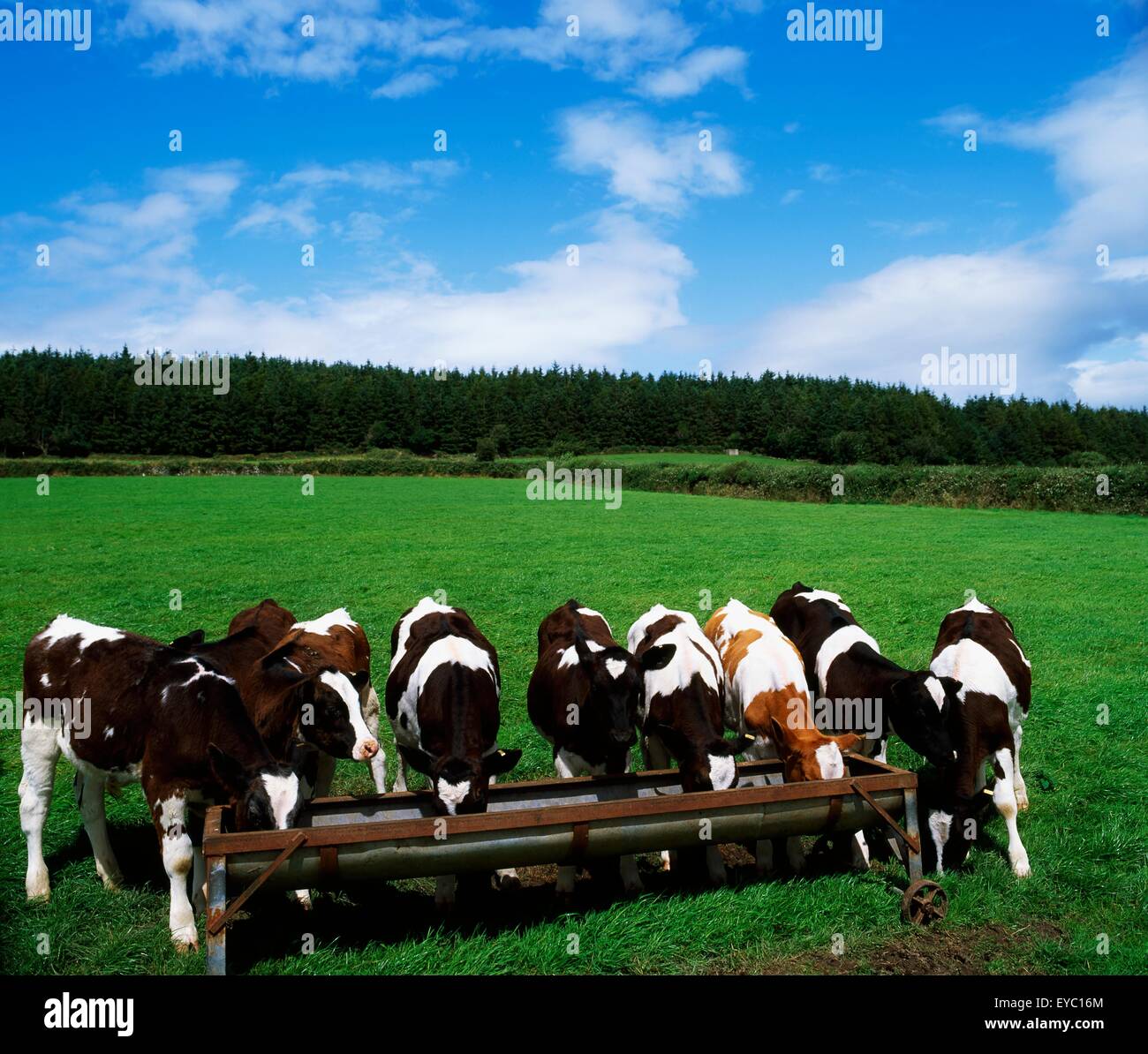 Carrick-On-Suir, Co Waterford, Ireland; Friesian Calves Stock Photo - Alamy