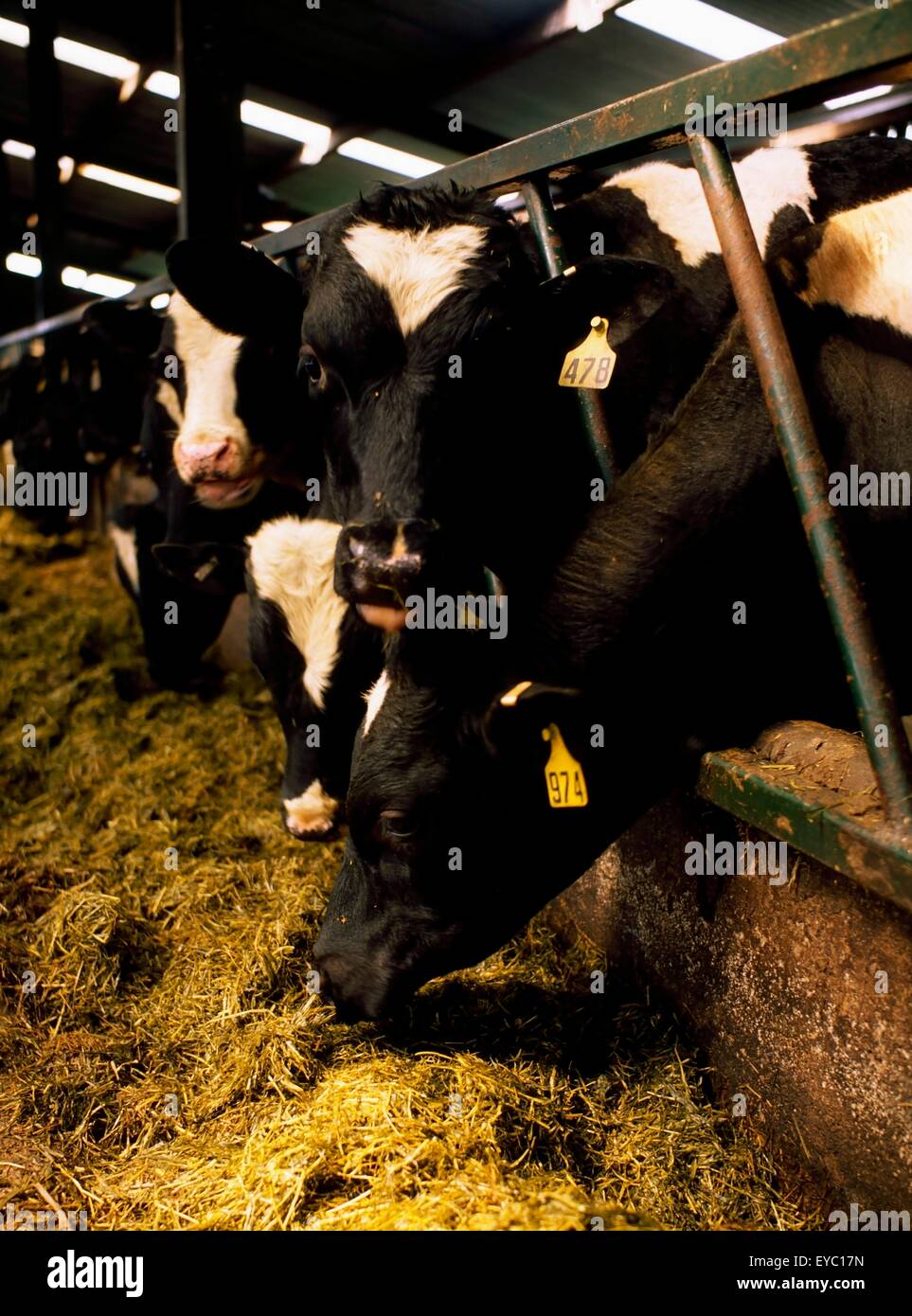 Store Cattle; Cattle Feeding Stock Photo - Alamy