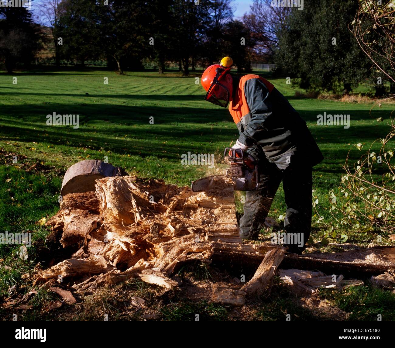 Arborist; Man Cutting Down A Tree Stock Photo - Alamy
