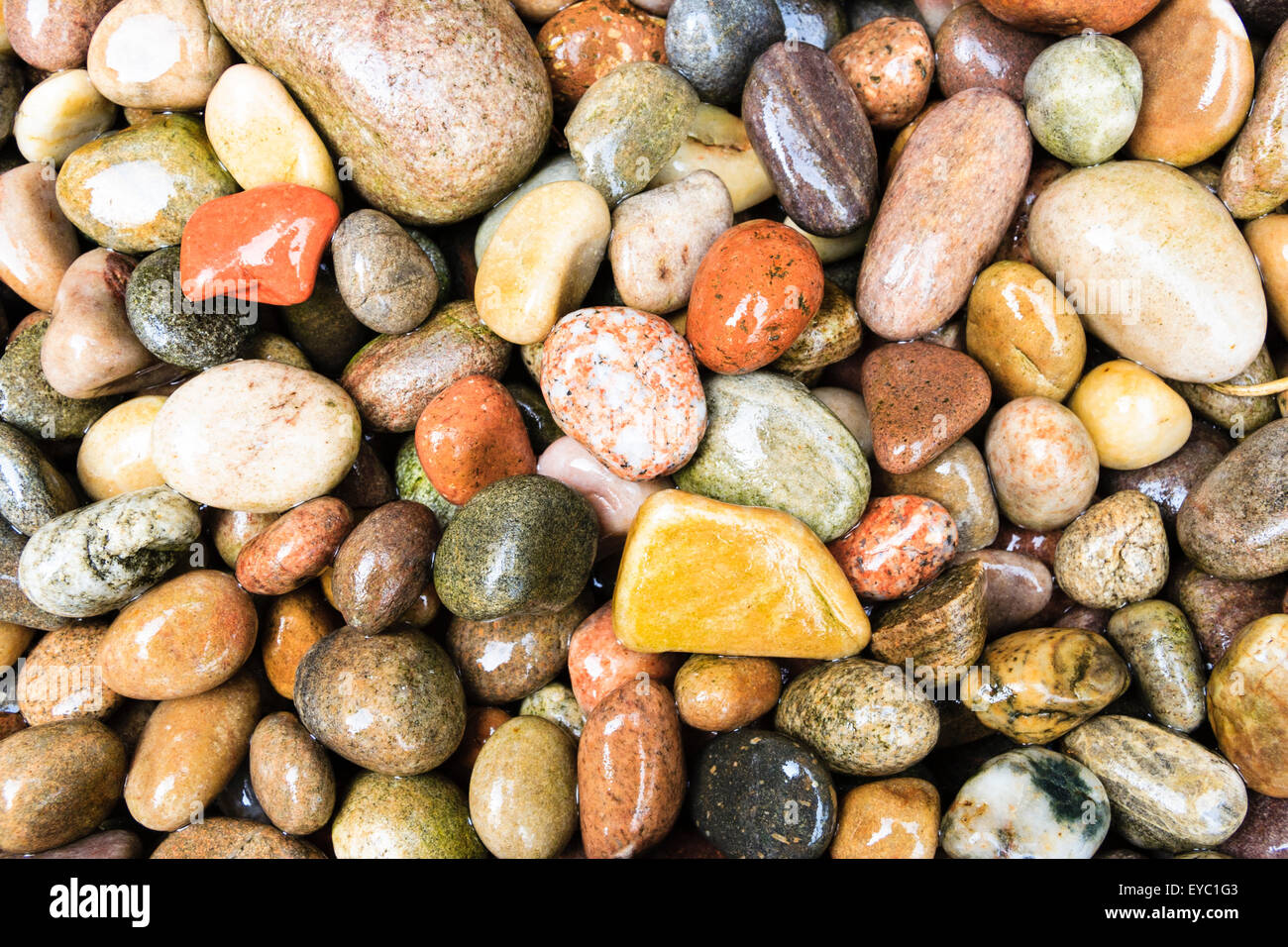 Close up of various types of pebbles in various colours. Wet and shiny ...