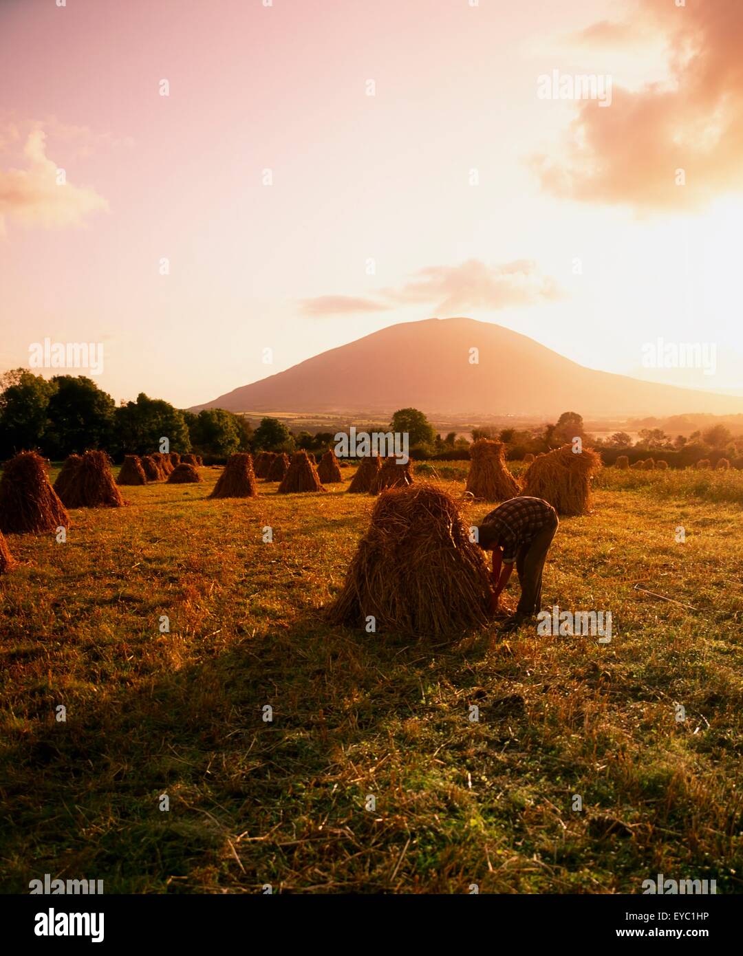 Corn stooks hi-res stock photography and images - Alamy