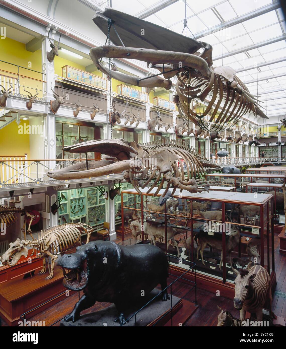 National Museum Of Ireland, Dublin, Co Dublin, Ireland; Skeletons Of ...