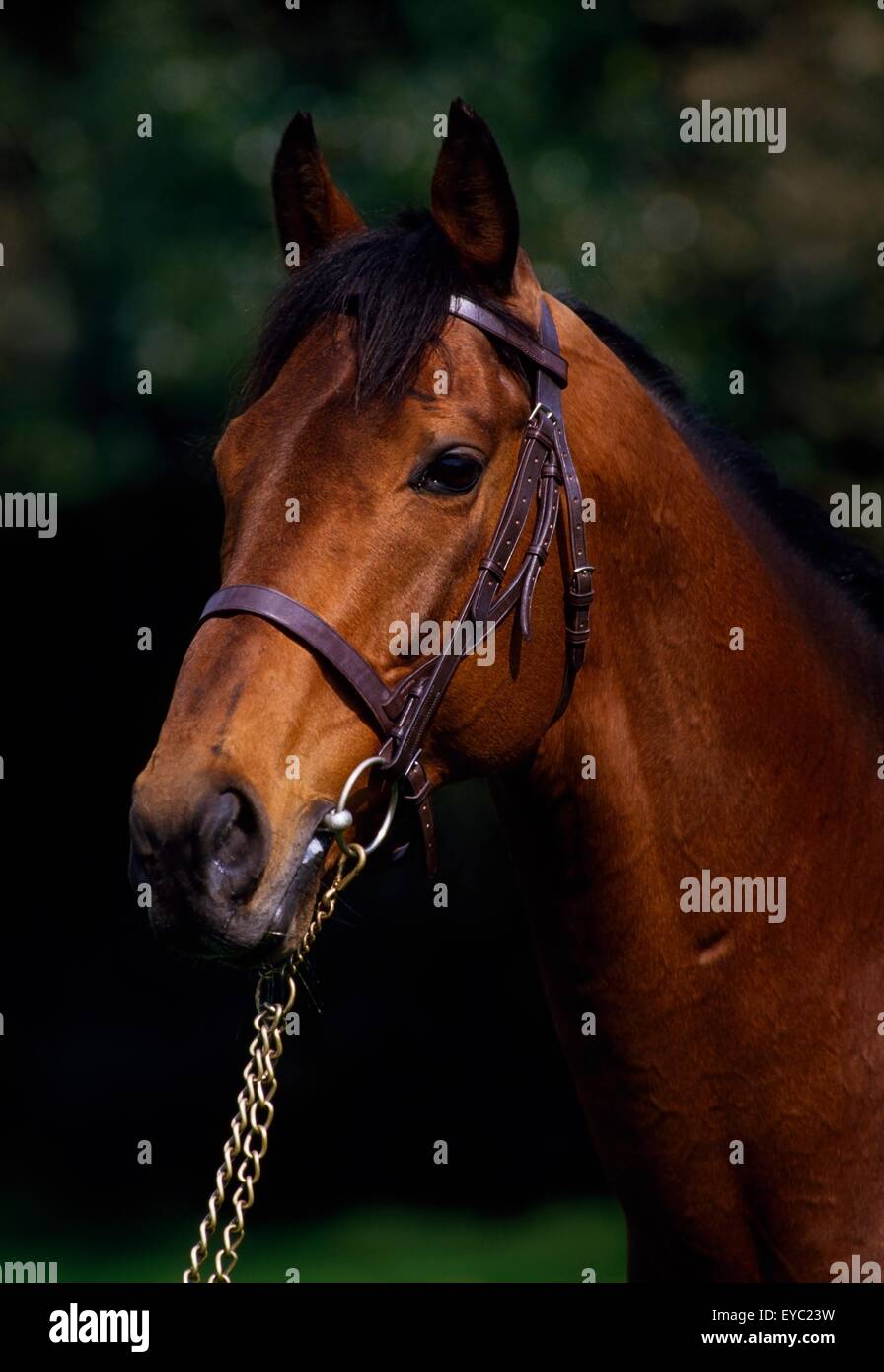 Thoroughbred Stallion; Portrait Of A Horse Stock Photo - Alamy