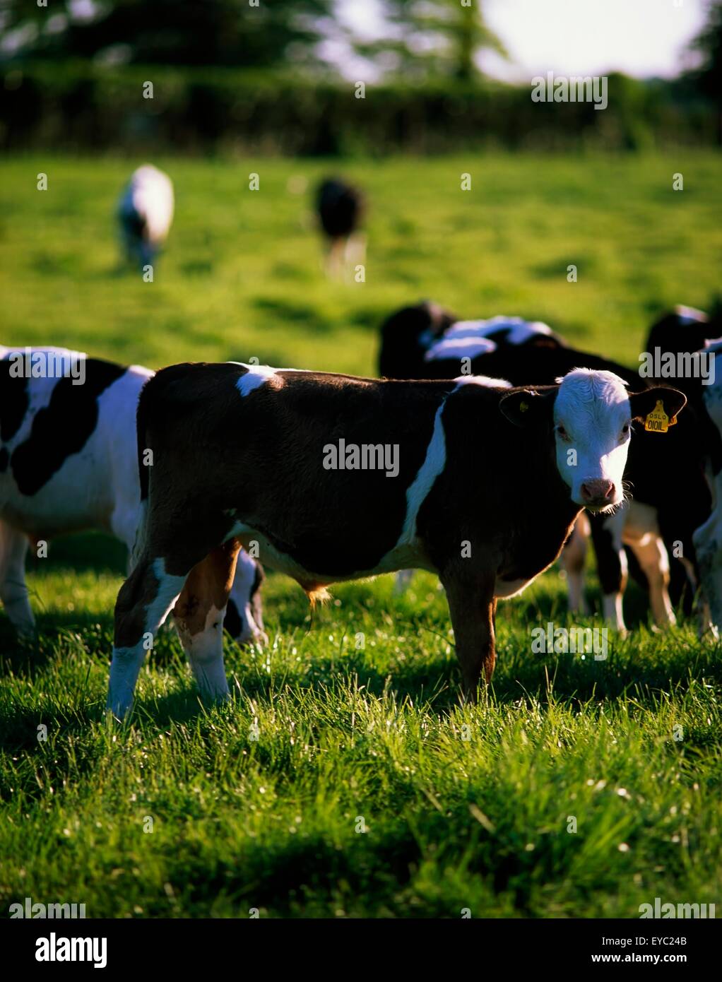 Friesian Cattle; Calves Stock Photo - Alamy