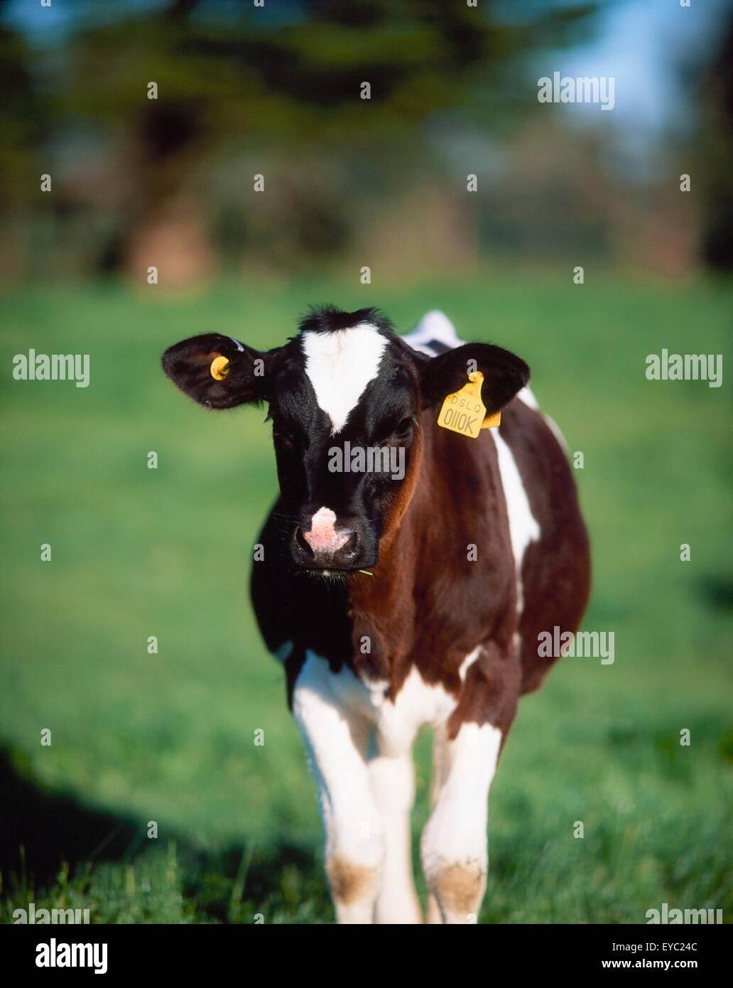 Cattle, Ireland; Calf Stock Photo - Alamy