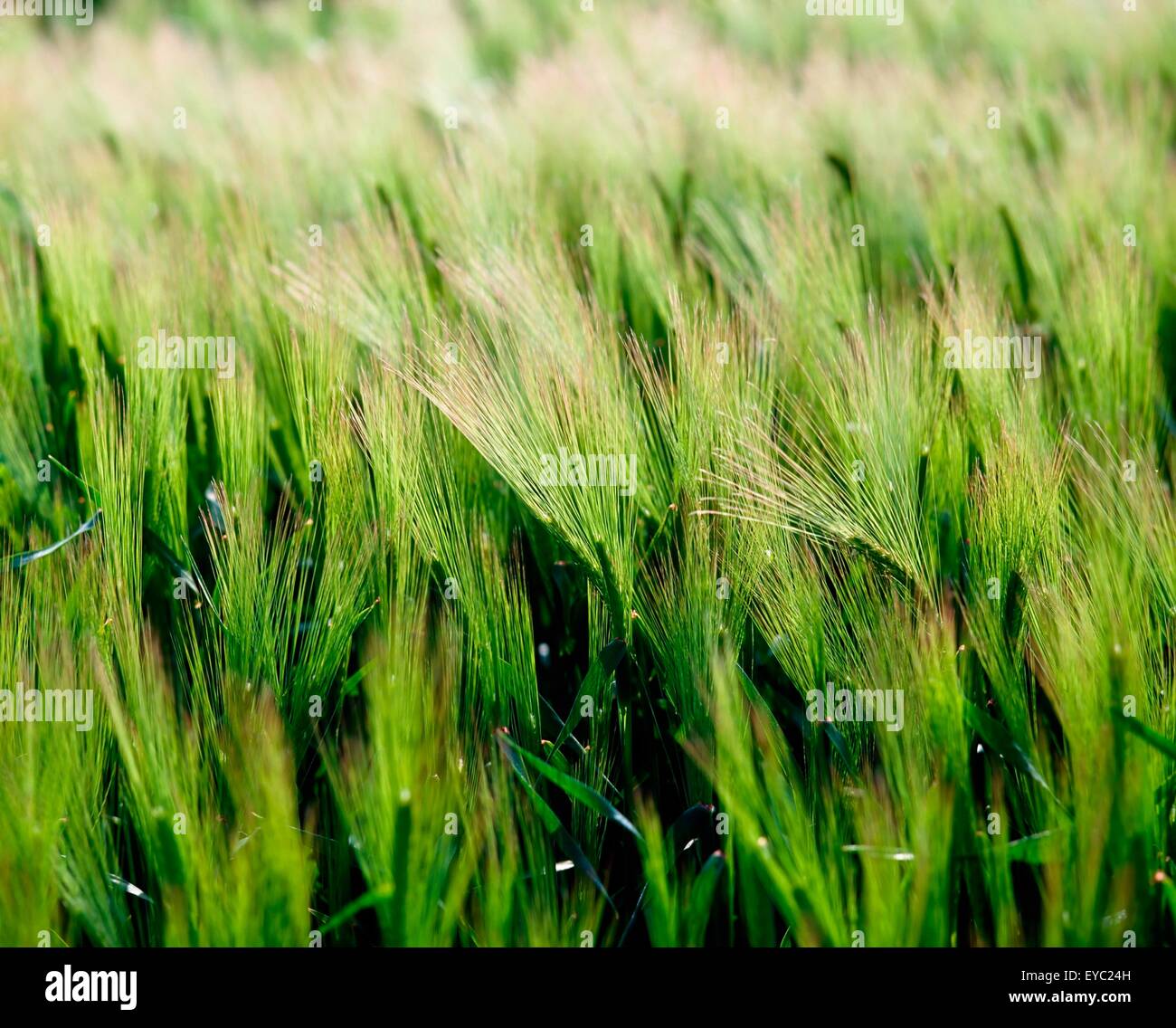 Co down barley hi-res stock photography and images - Alamy