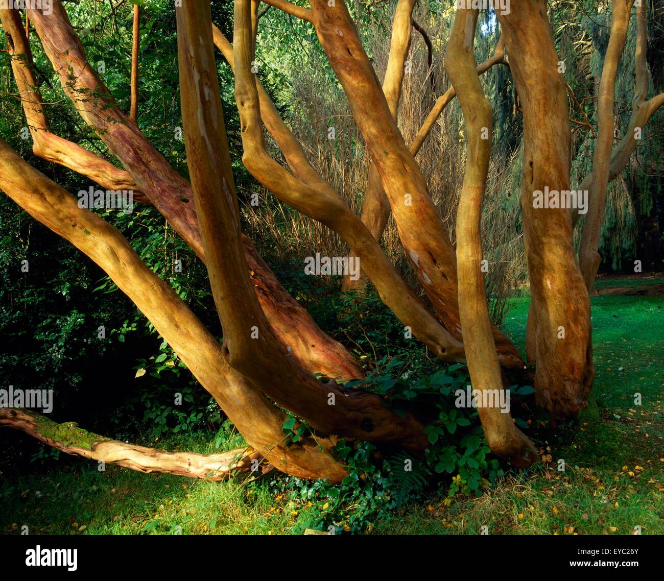 Myrtle Tree In Early Summer, Arboretum, Castlewellan, Co Down, Ireland ...