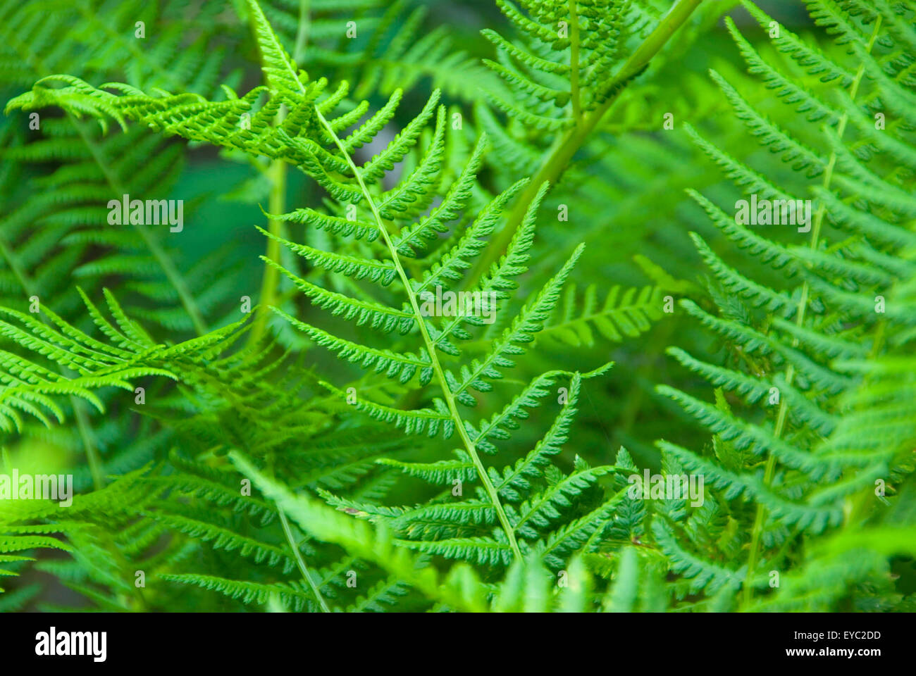 Ferns, North Fork Umatilla Wilderness, Umatilla National Forest, Oregon ...