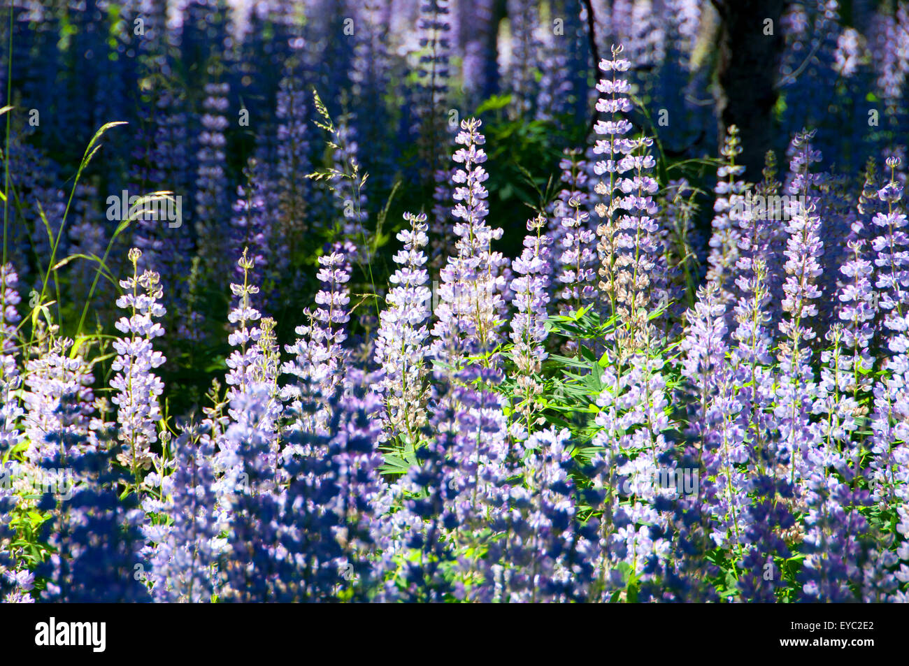 Lupine flower field mountain hi-res stock photography and images - Alamy