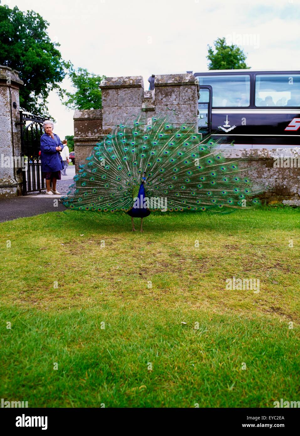 Scone Palace, Perth, Scotland; Woman And A Peacock Stock Photo - Alamy
