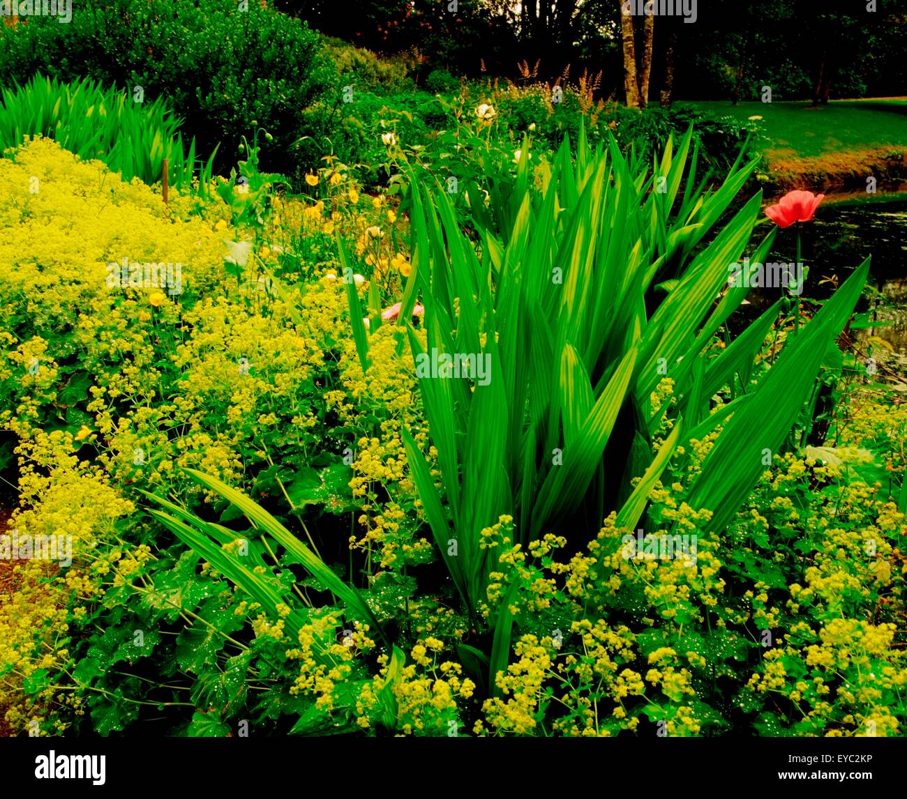 Informal planting near the lake during summer hi-res stock photography ...