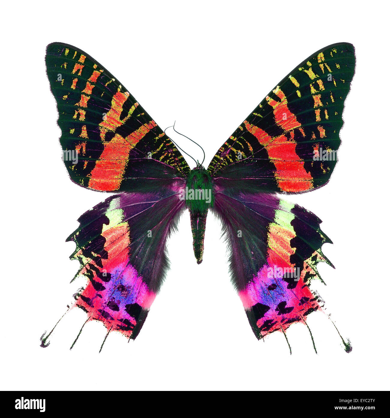 Beautiful multicolored butterfly, Sunset Moth, Urania ripheus ...