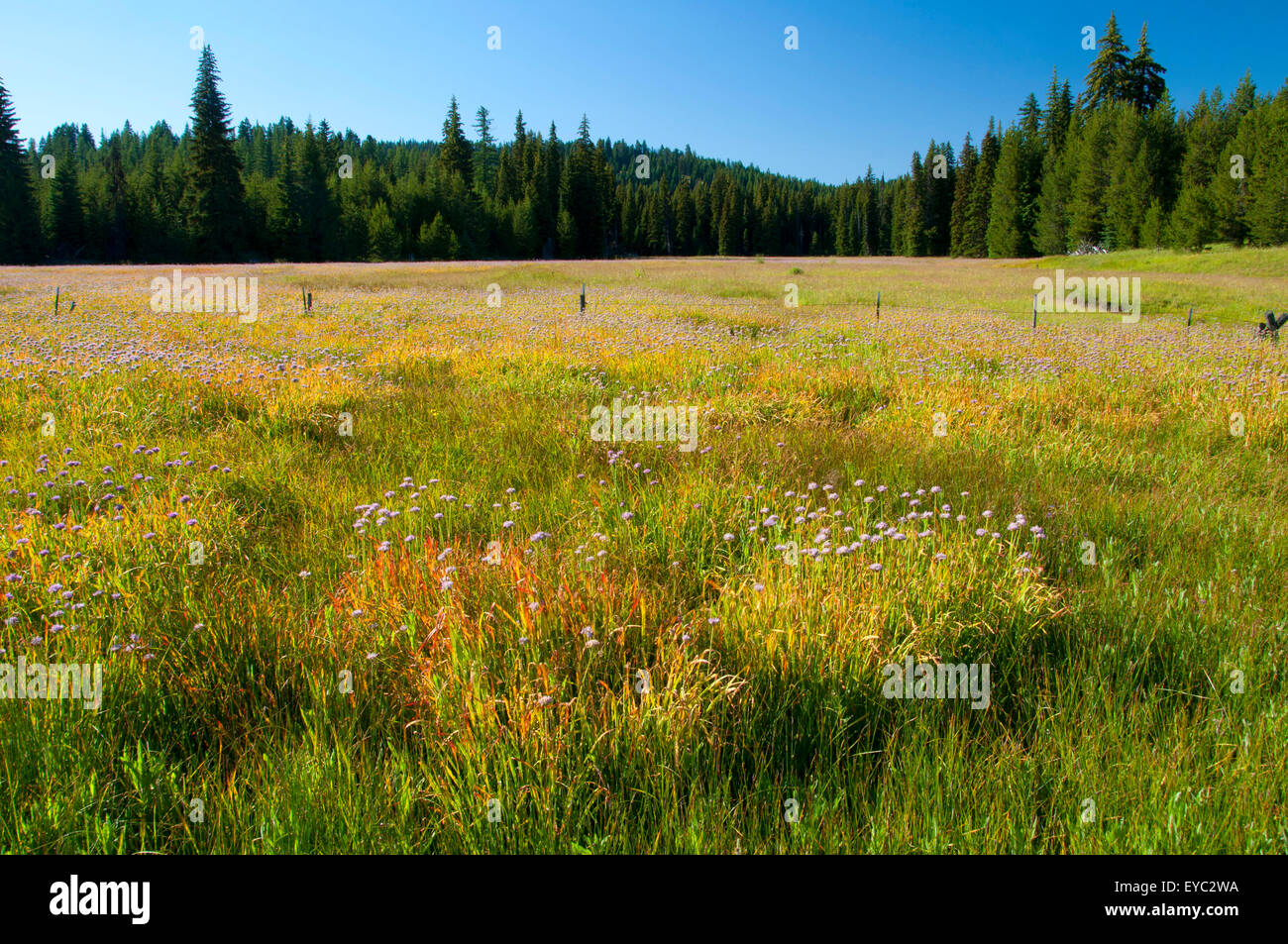 Kelly Prairie, Umatilla National Forest, Blue Mountain National Scenic ...