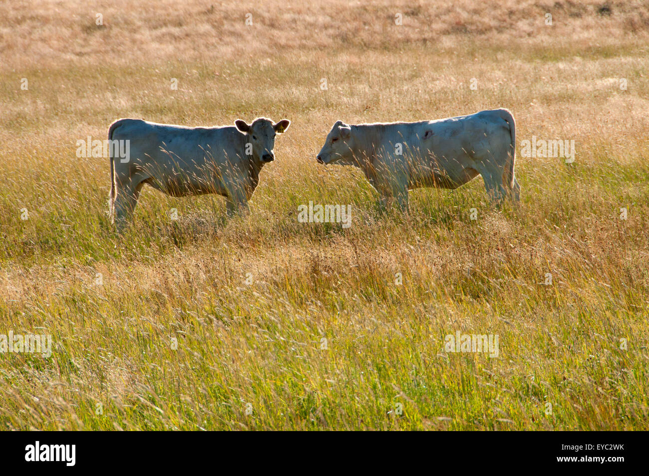 Cattle ranch prairie hi-res stock photography and images - Alamy